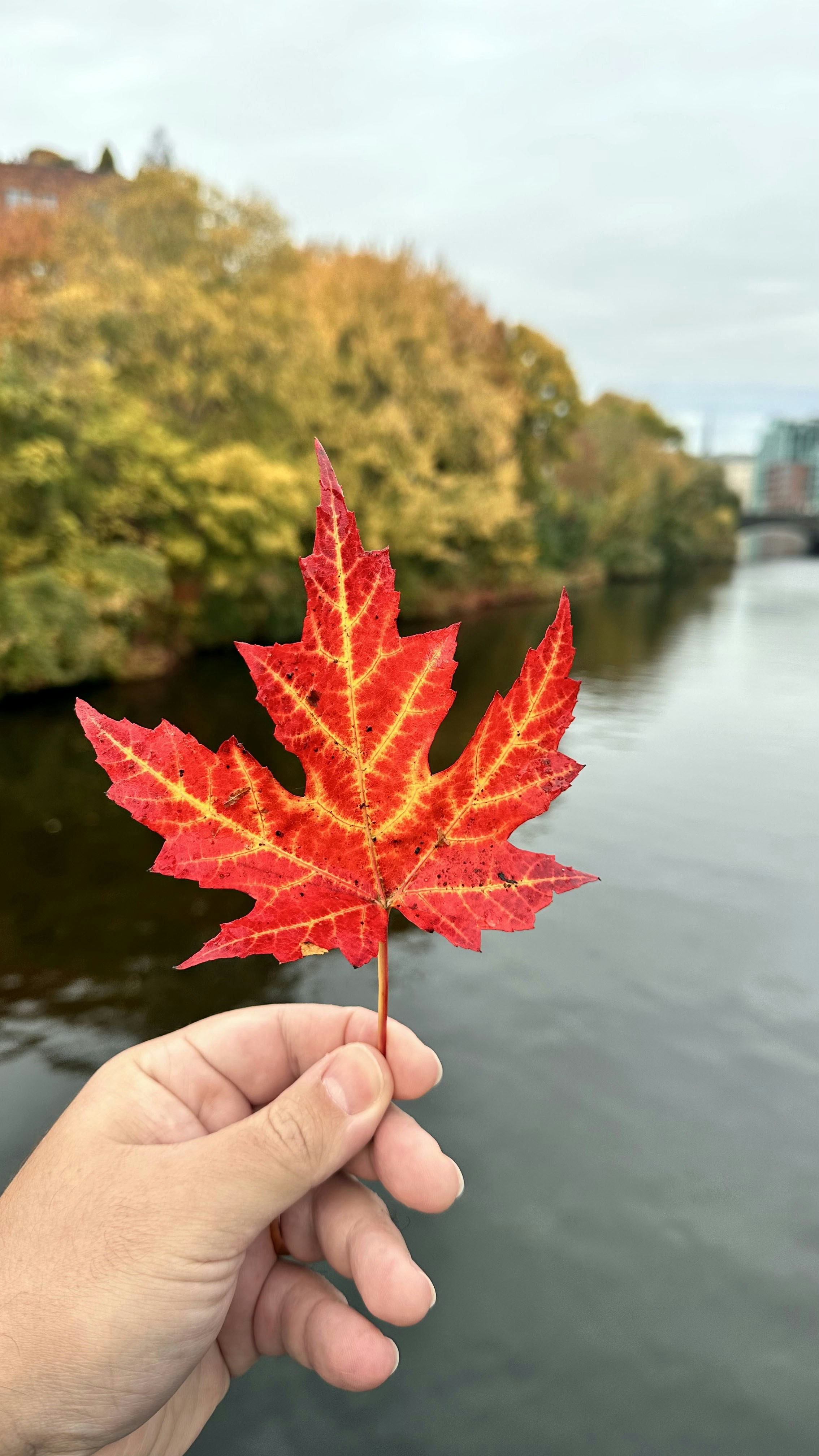 Hand holding a red maple leaf with a river background.