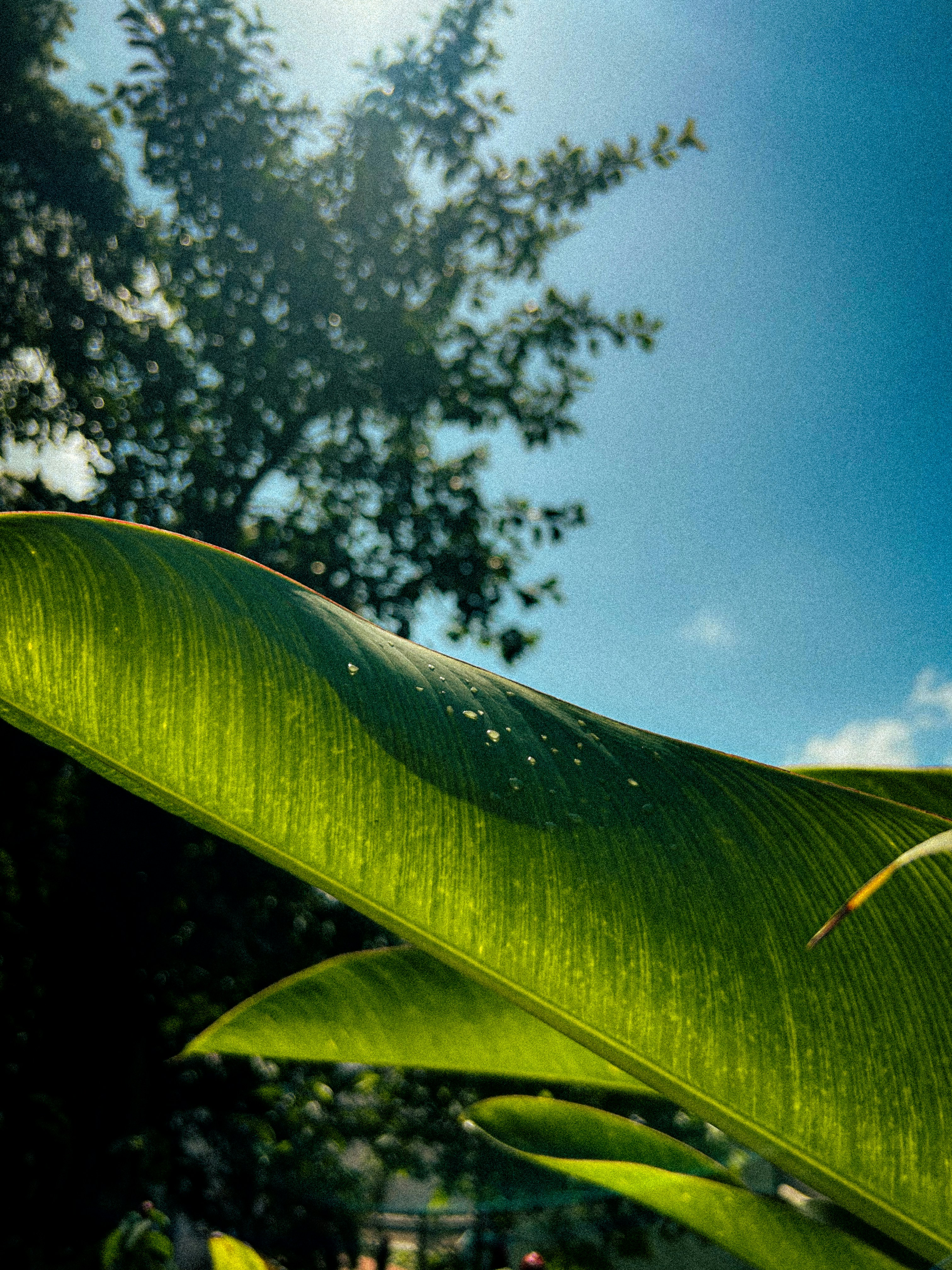 Nature's Glimmer: A Leaf's Embrace of Light