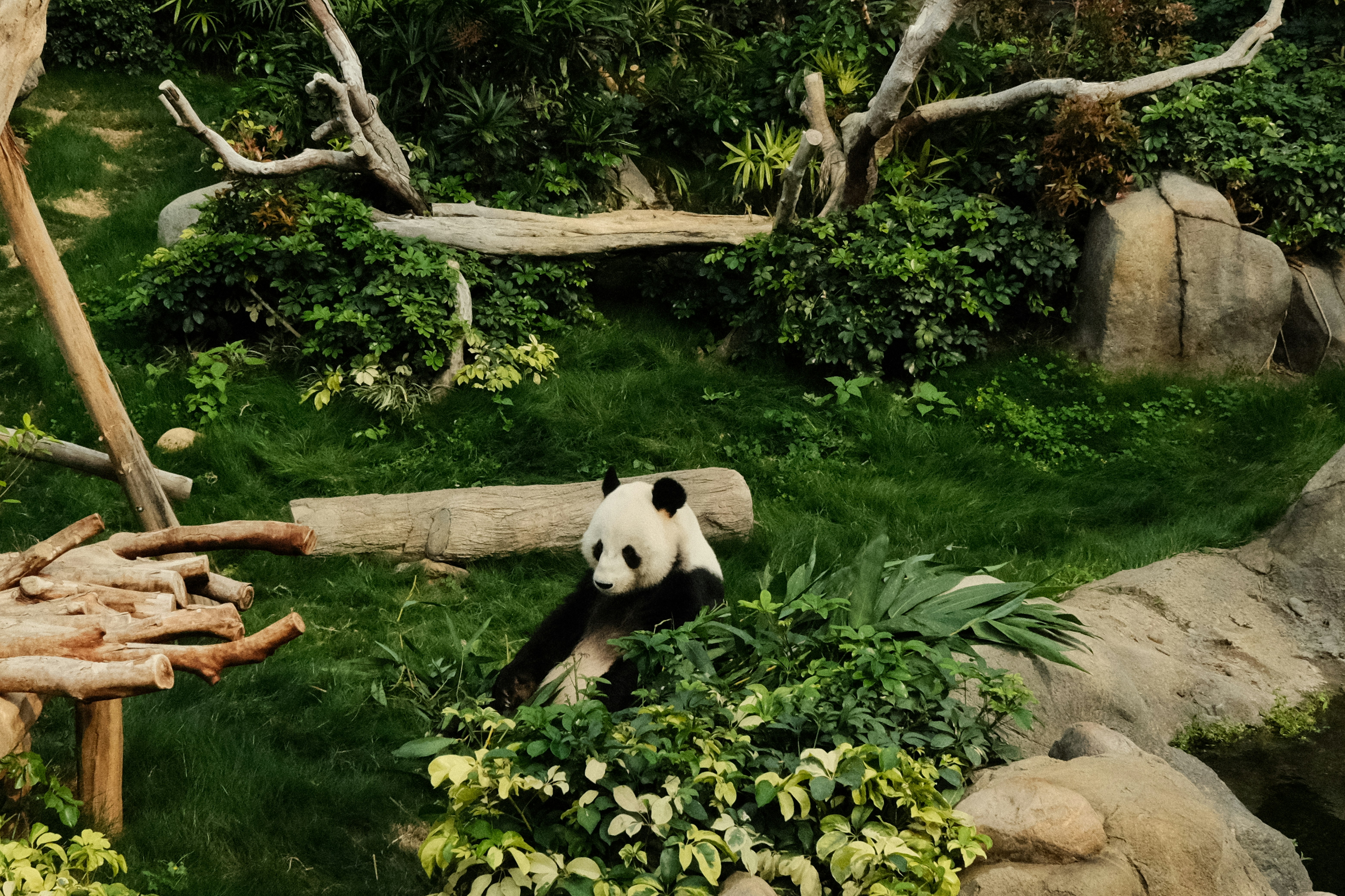 Serene Moments in the Bamboo Grove