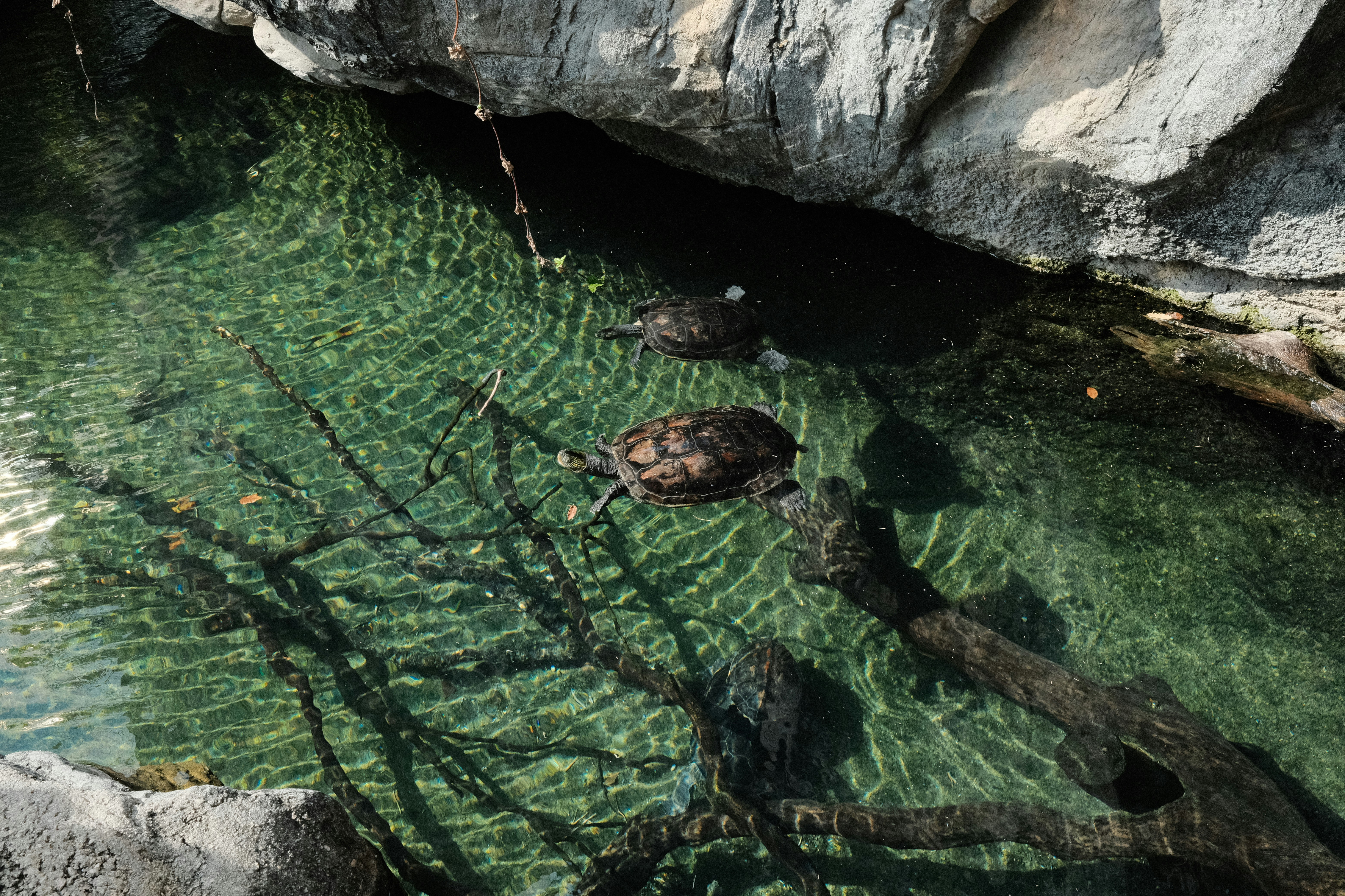 Two turtles swim in a clear shallow stream.