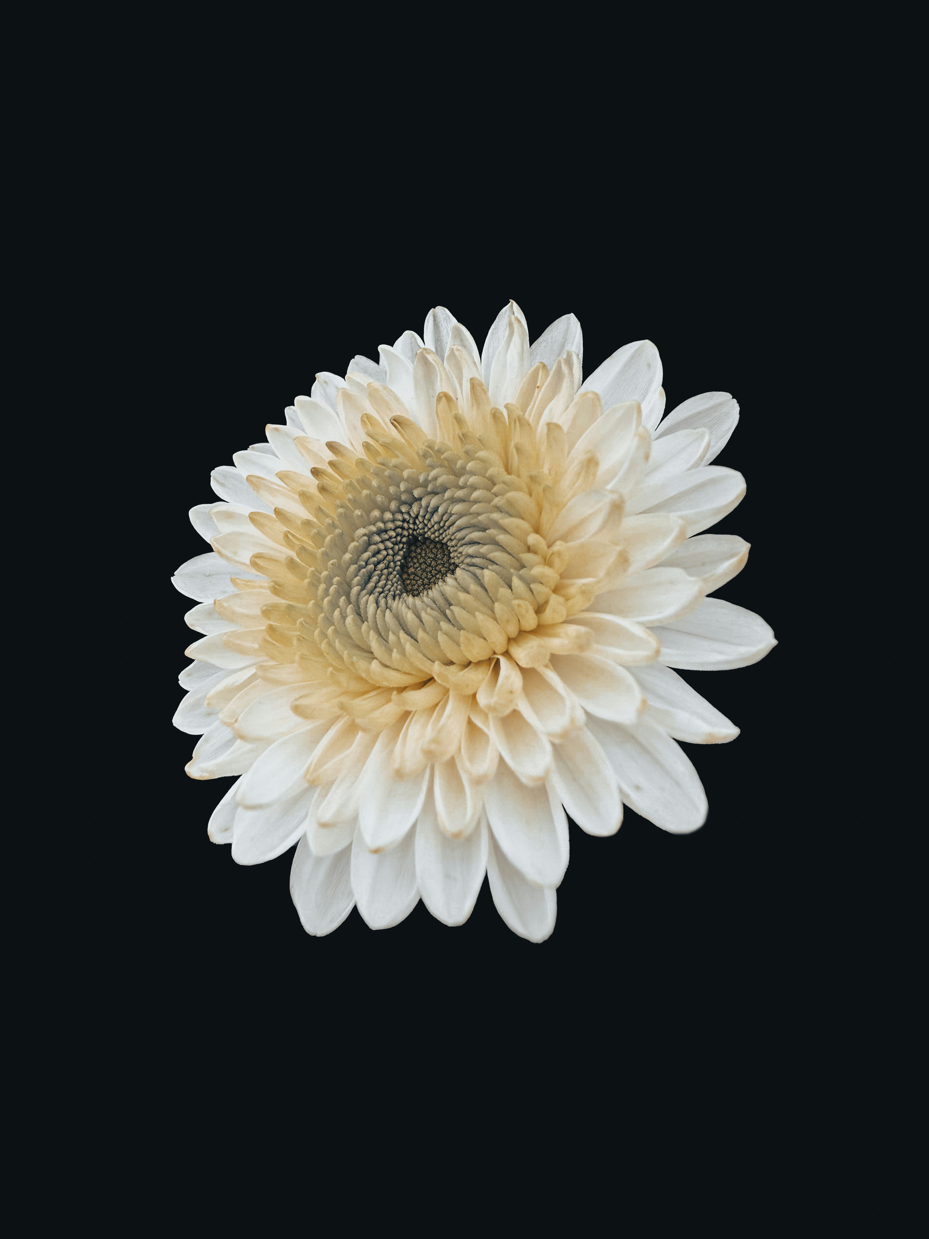 Whispers of Nature: A Floral Embrace