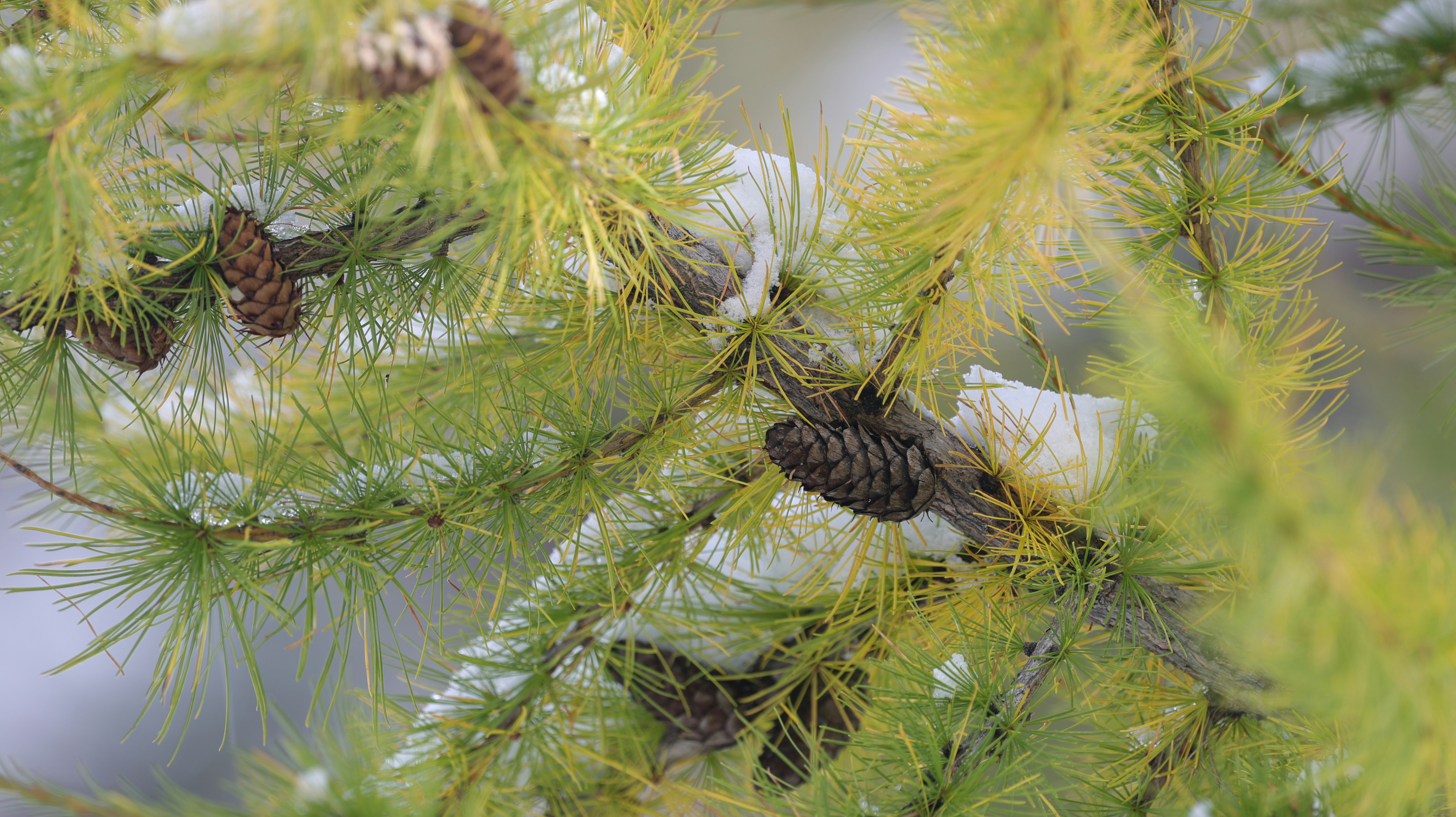 Nature's Winter Adornments: Pine Cones in Snow