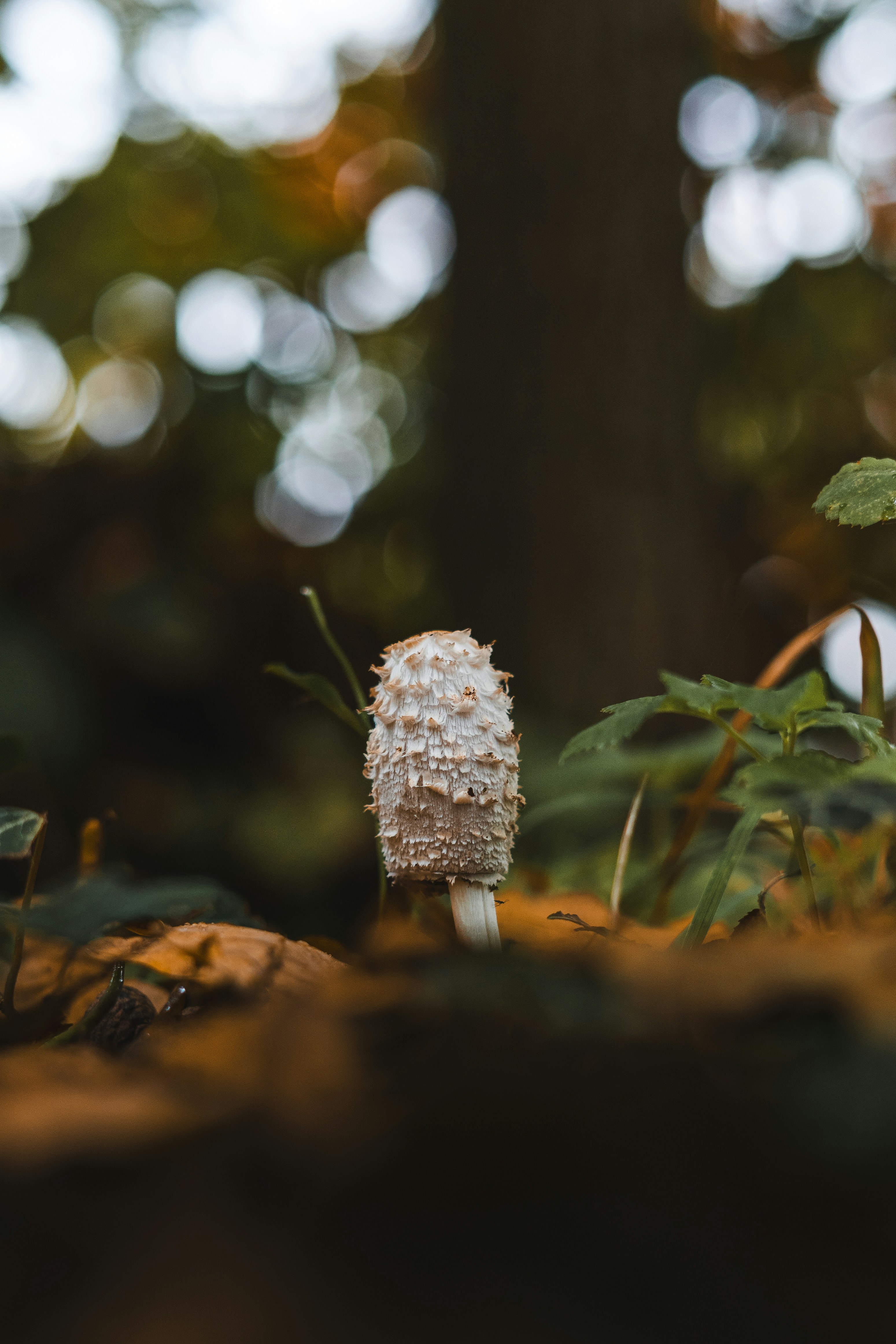 The Whimsical Mushroom: Nature's Textured Sculpture