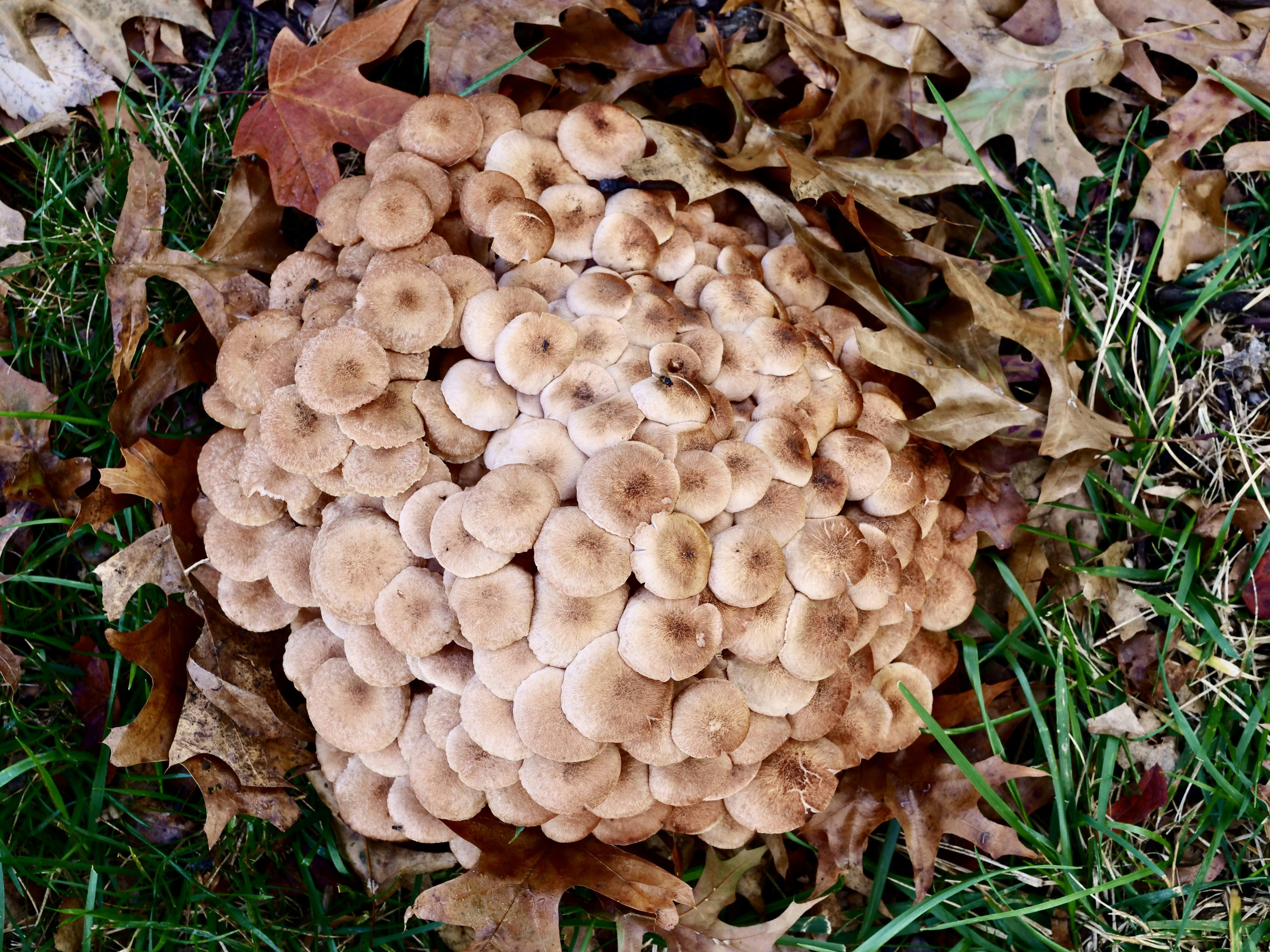 Nature's Layered Tapestry: A Fungal Mosaic