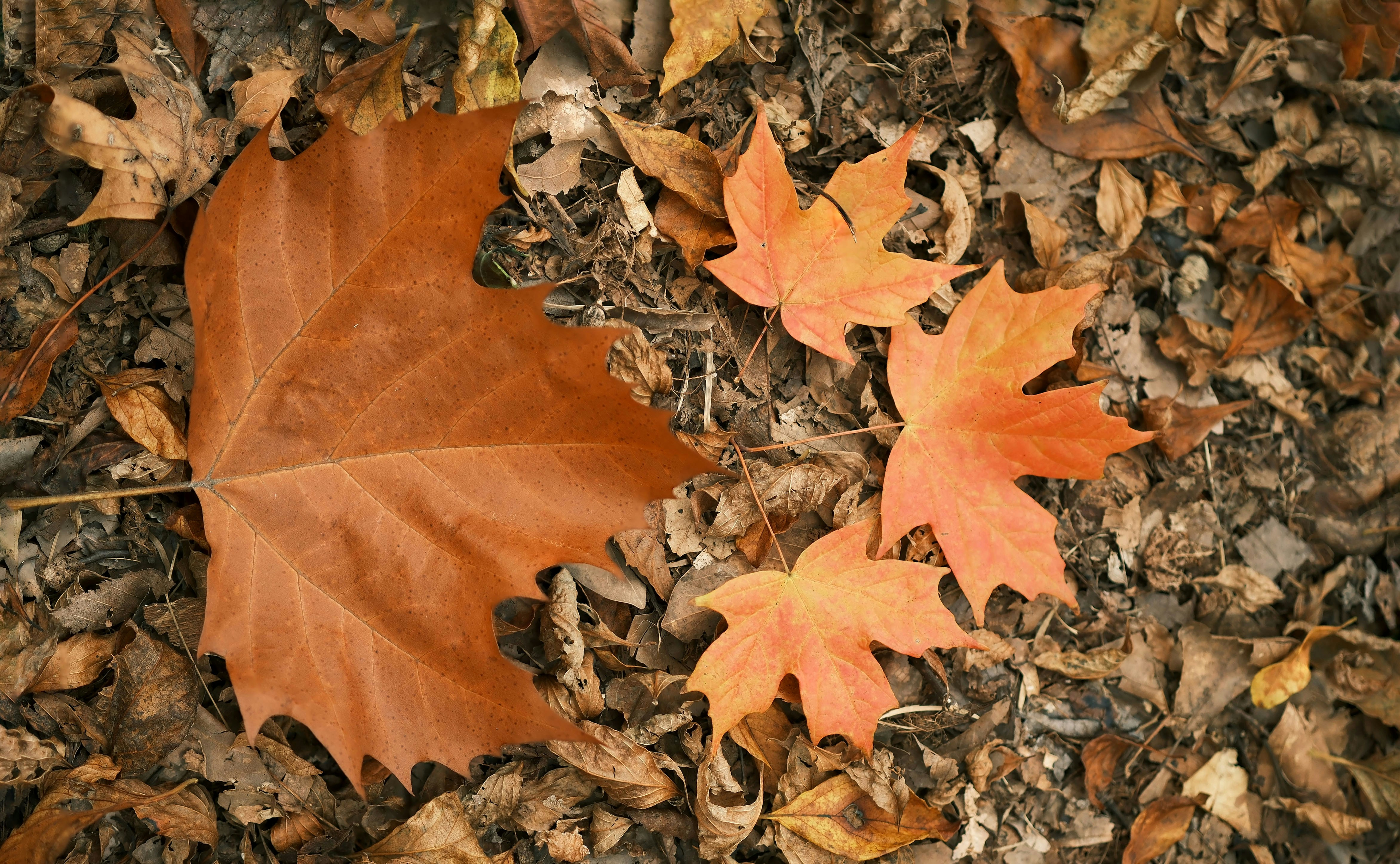 A collection of vibrant autumn leaves resting on a bed of dry foliage, showcasing the seasonal transition. The arrangement highlights the rich textures and colors of fall.