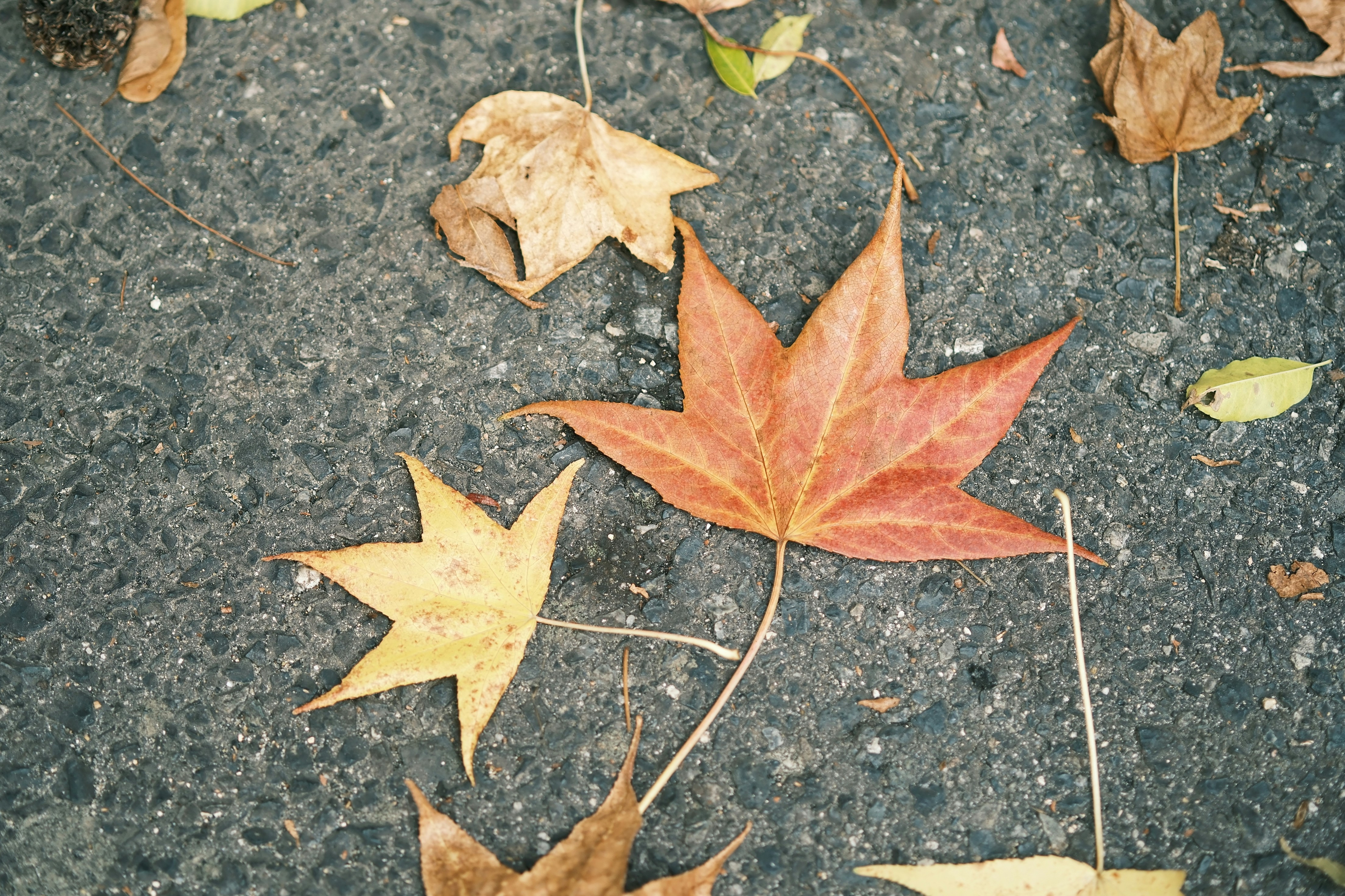 Autumn leaves scattered on a dark asphalt surface.