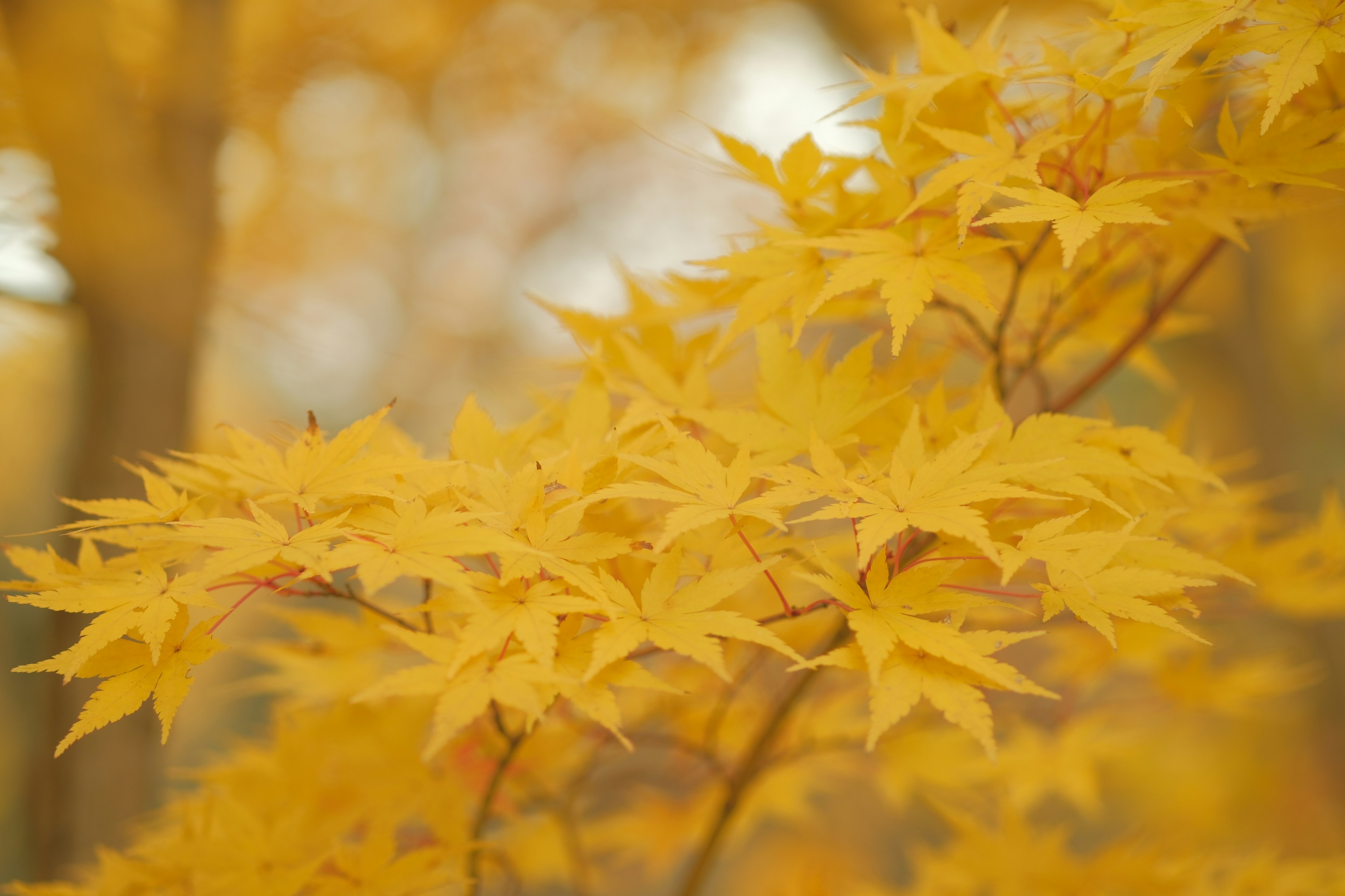 Golden Canopy: Nature's Autumn Palette
