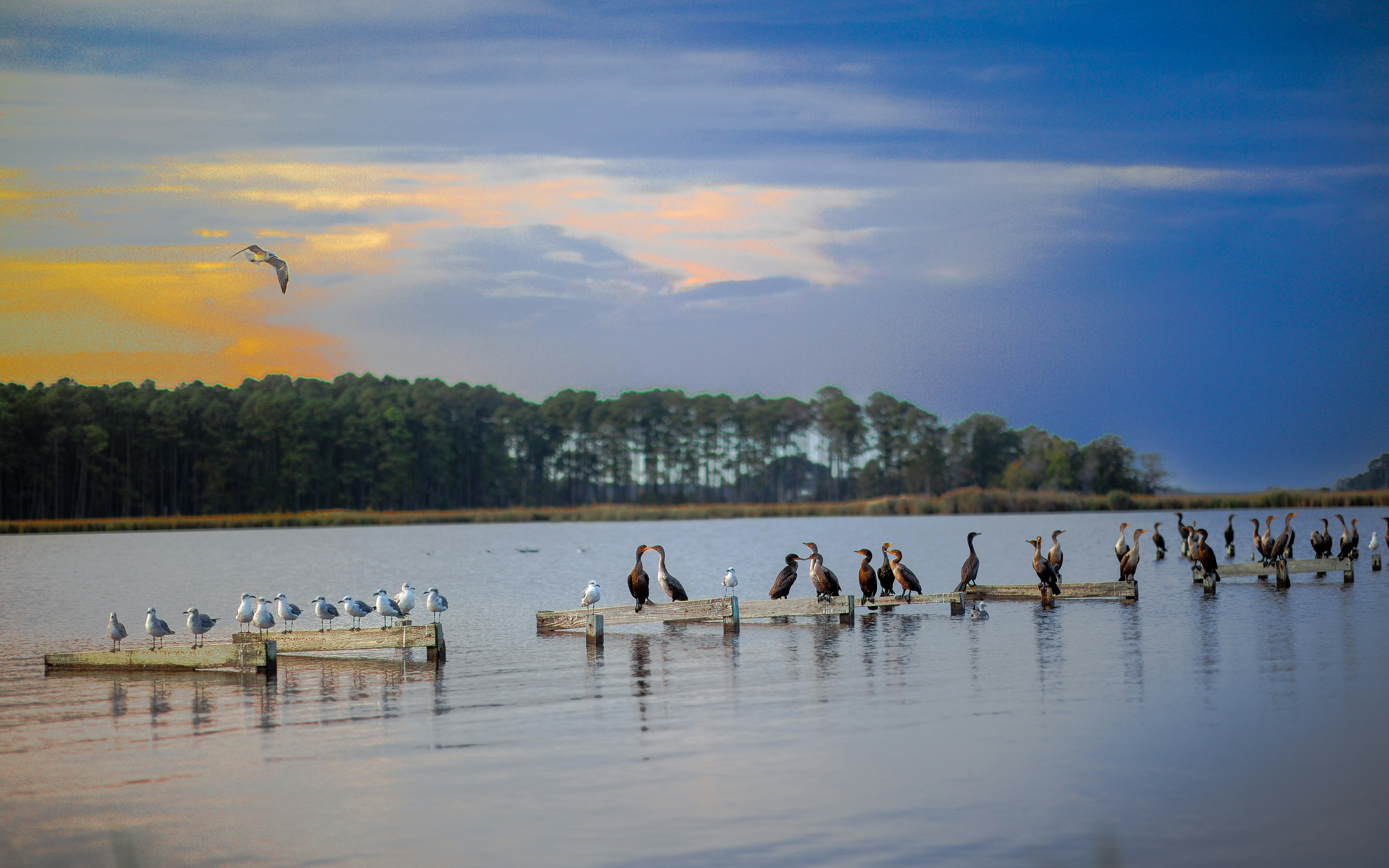 Serenity at Dusk: A Gathering of Waterfowl