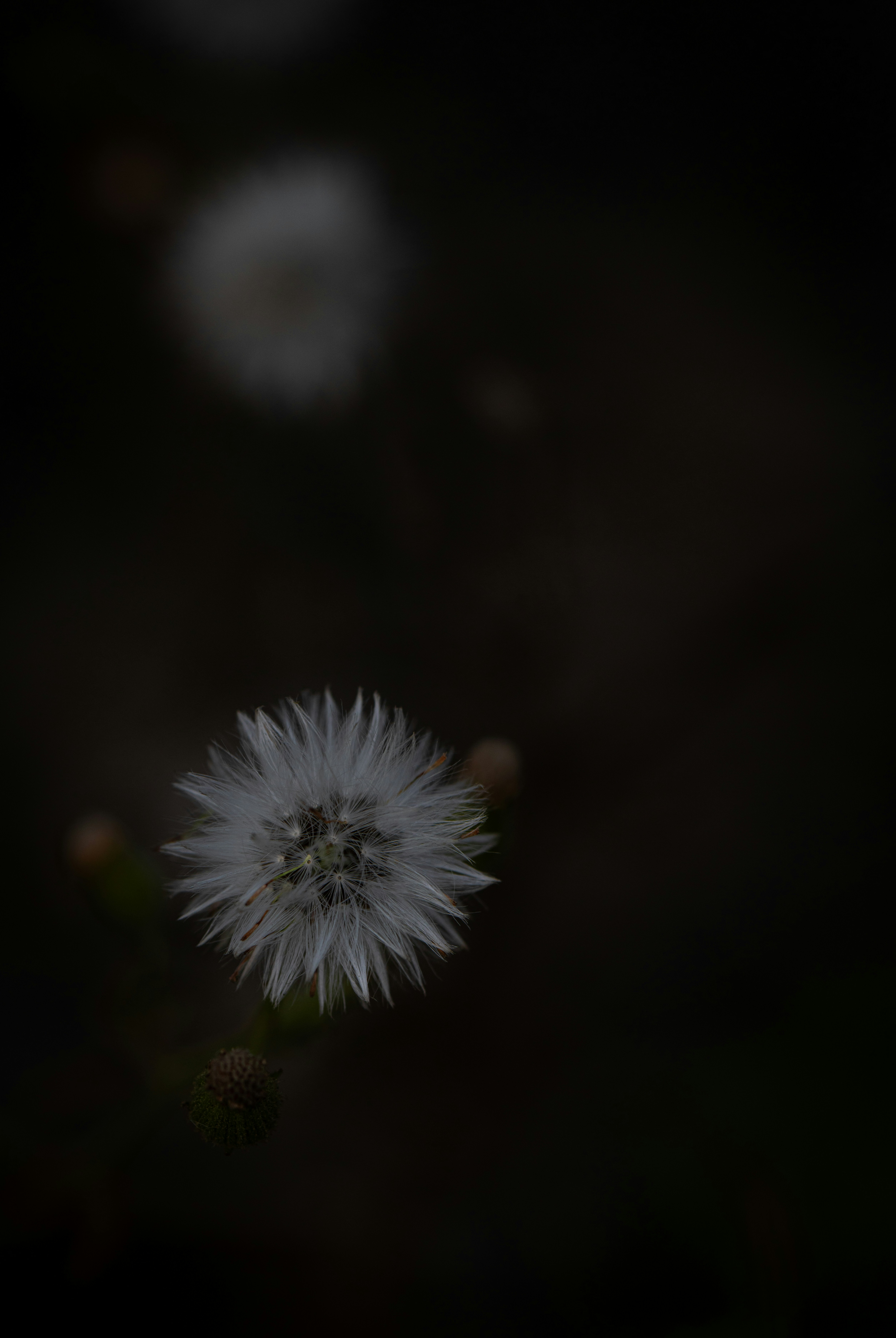 Whispers of the Night Bloom