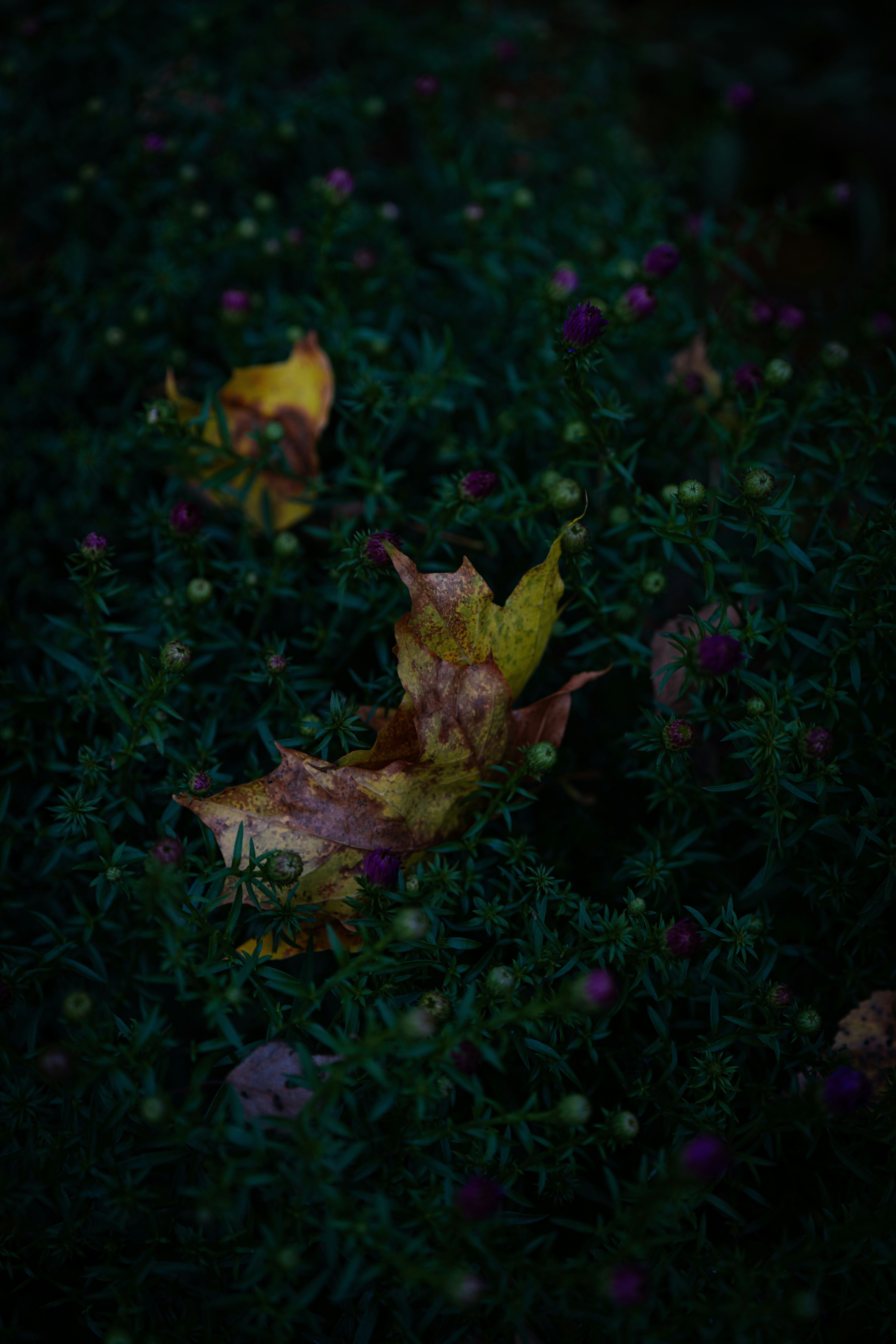 Whispers of Autumn: A Leaf's Quiet Elegance