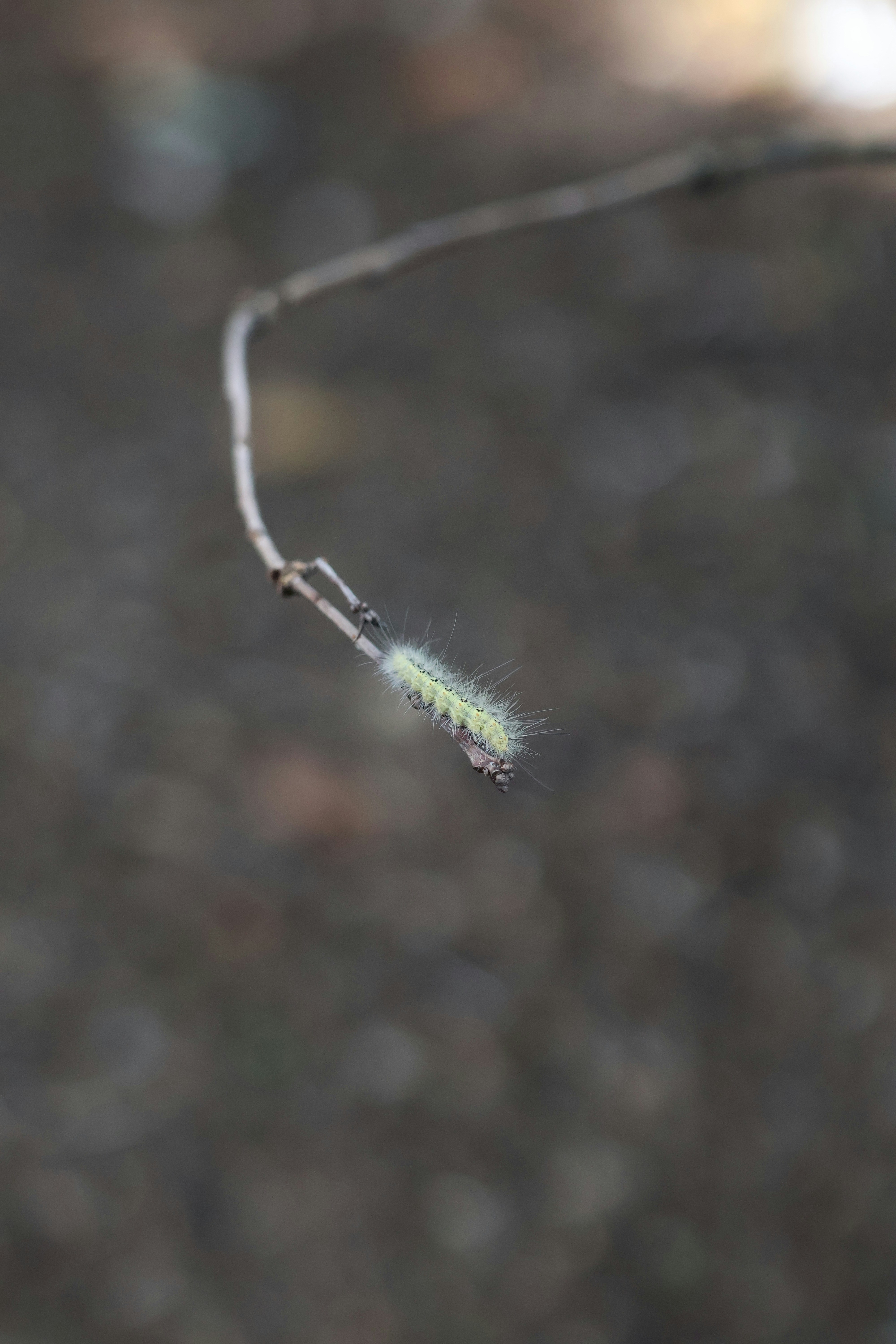A fuzzy caterpillar hangs from a thin branch.