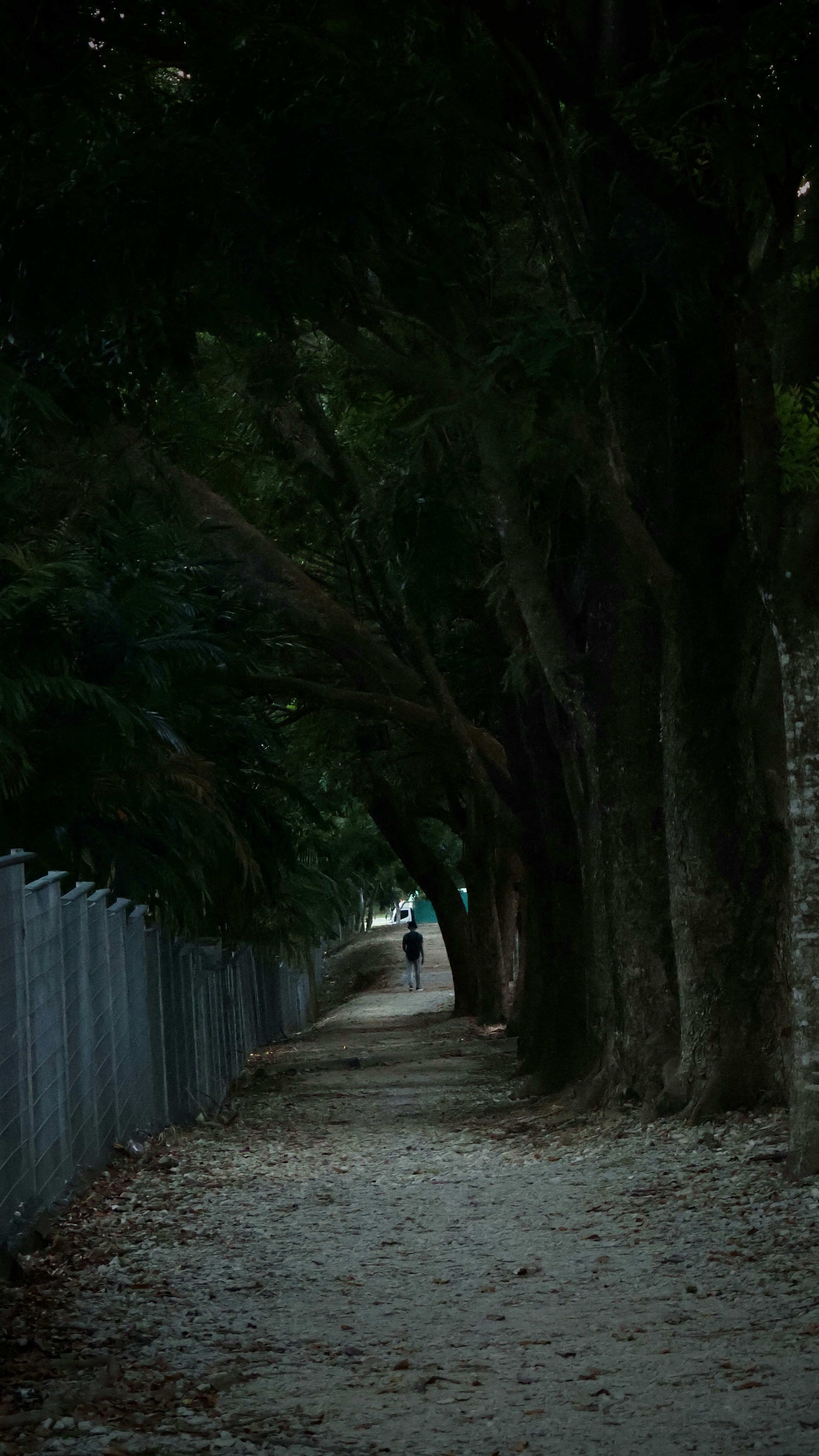 Whispers of Solitude Along the Tree-Lined Path