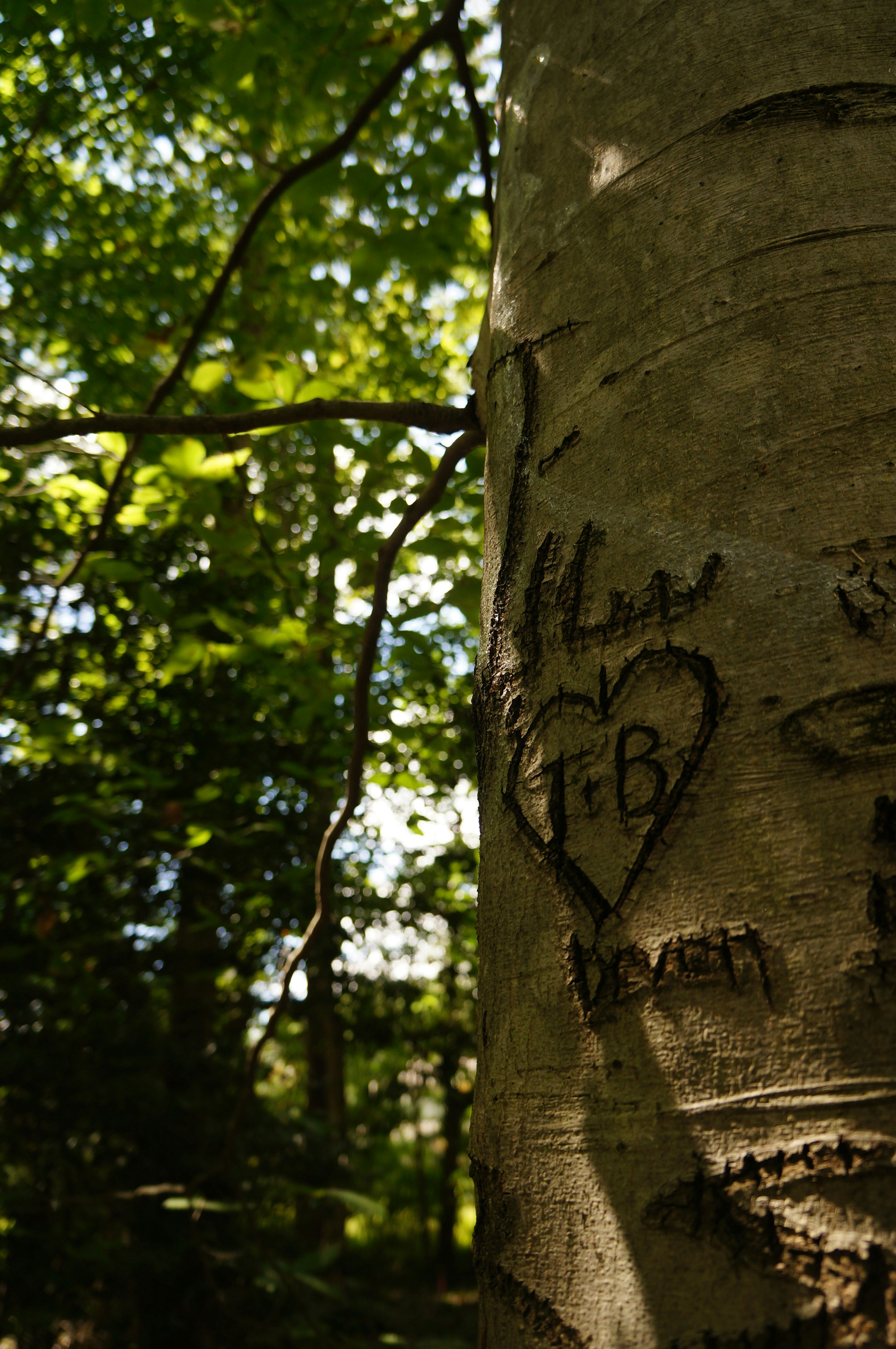 Whispers of Affection Carved in Nature