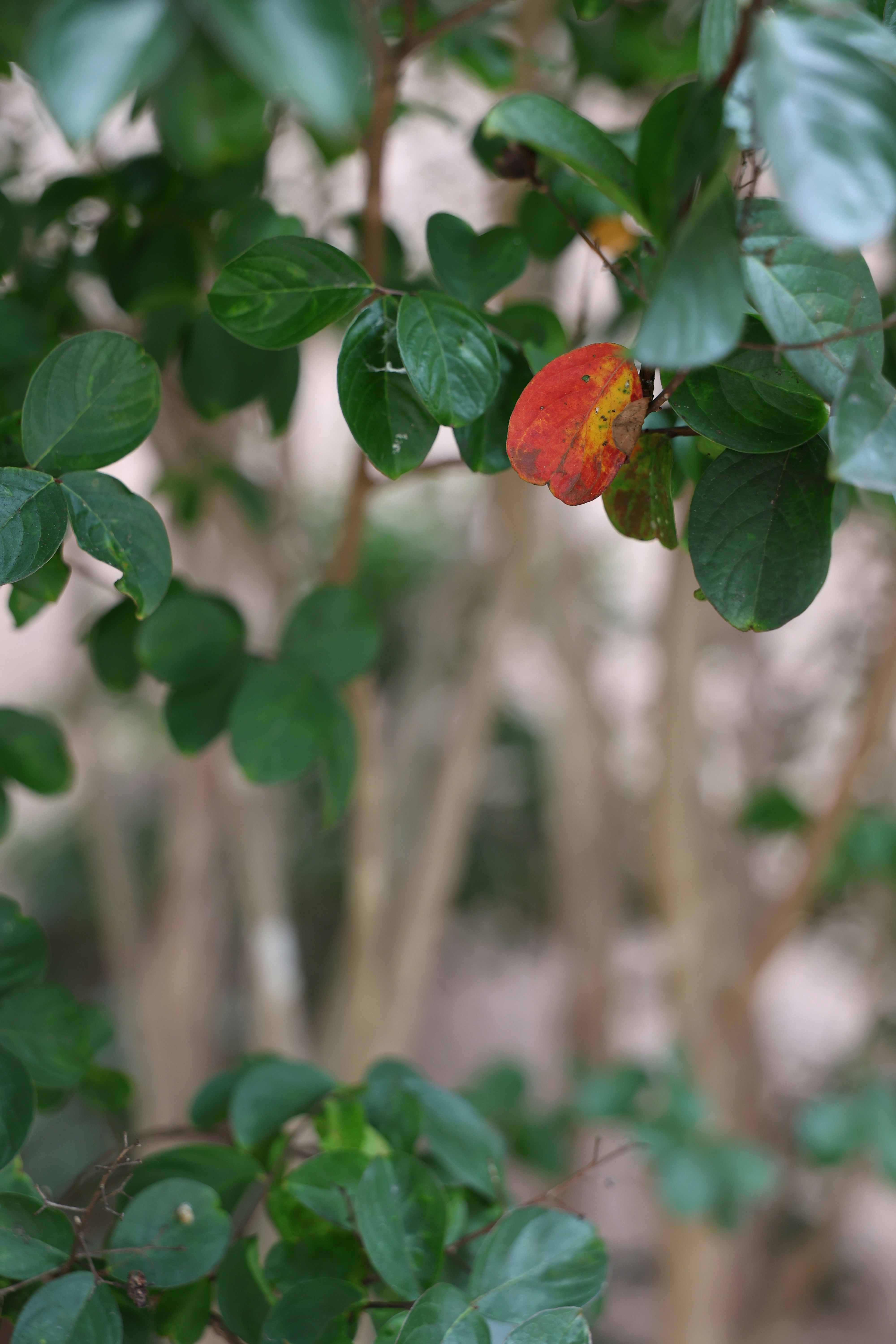 A Splash of Autumn Amidst Lush Greenery