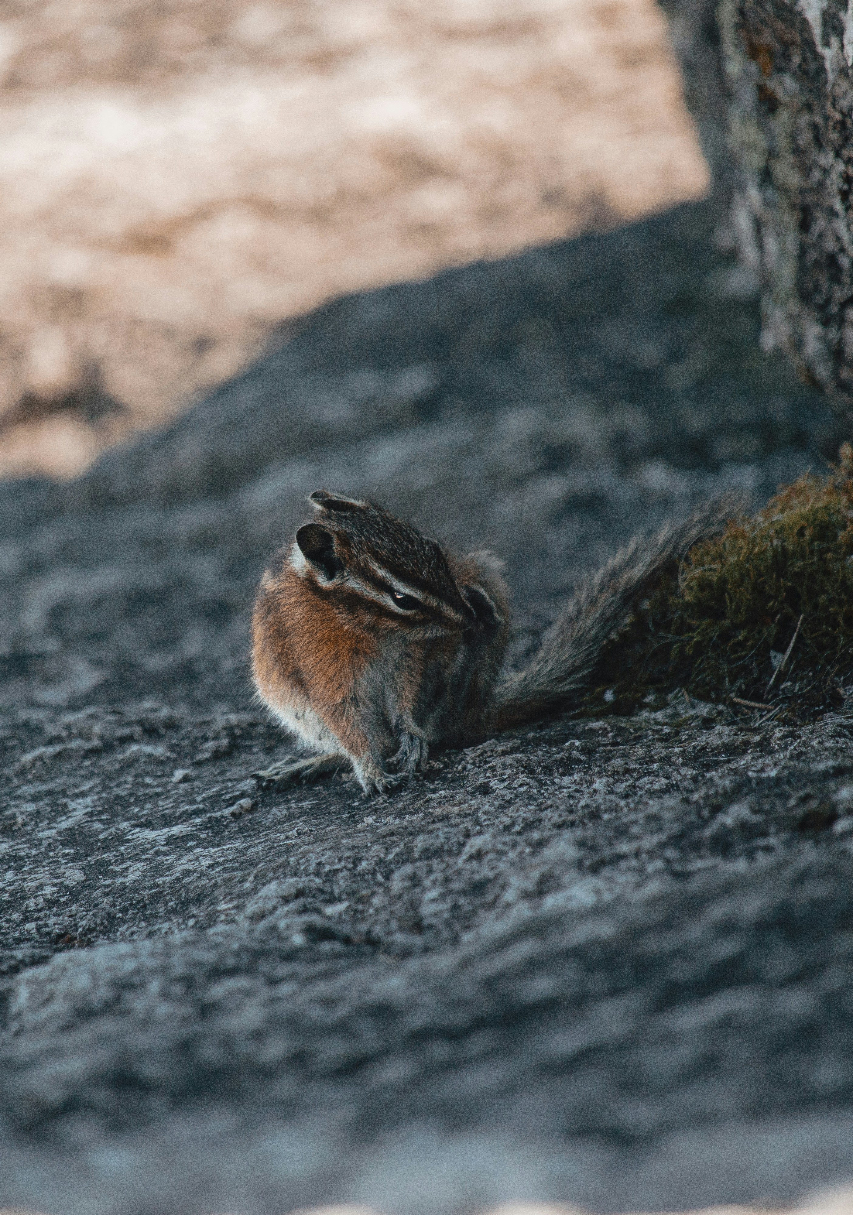A chipmunk sits on a rocky surface.