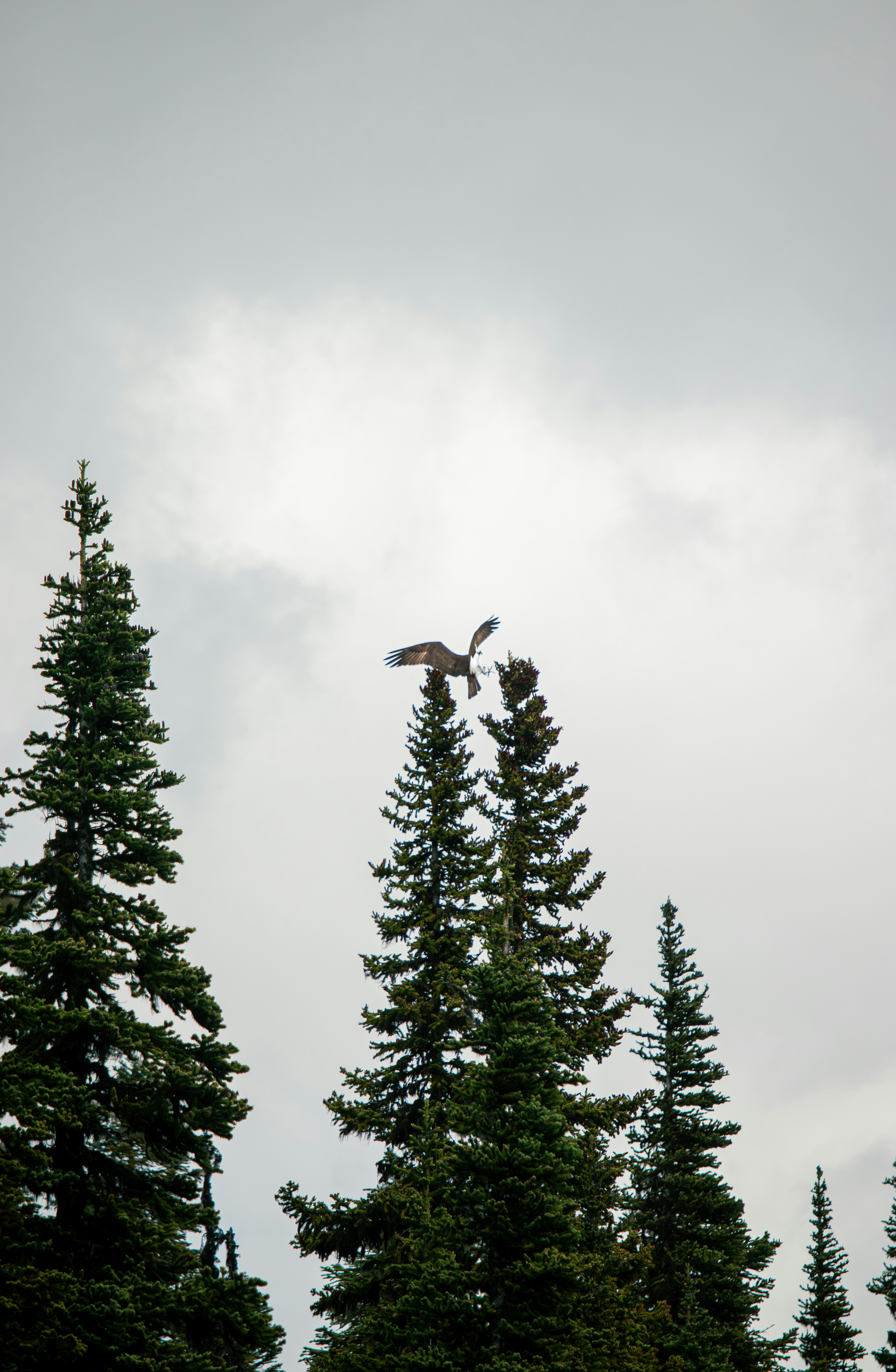 Two eagles perched on tall pine trees