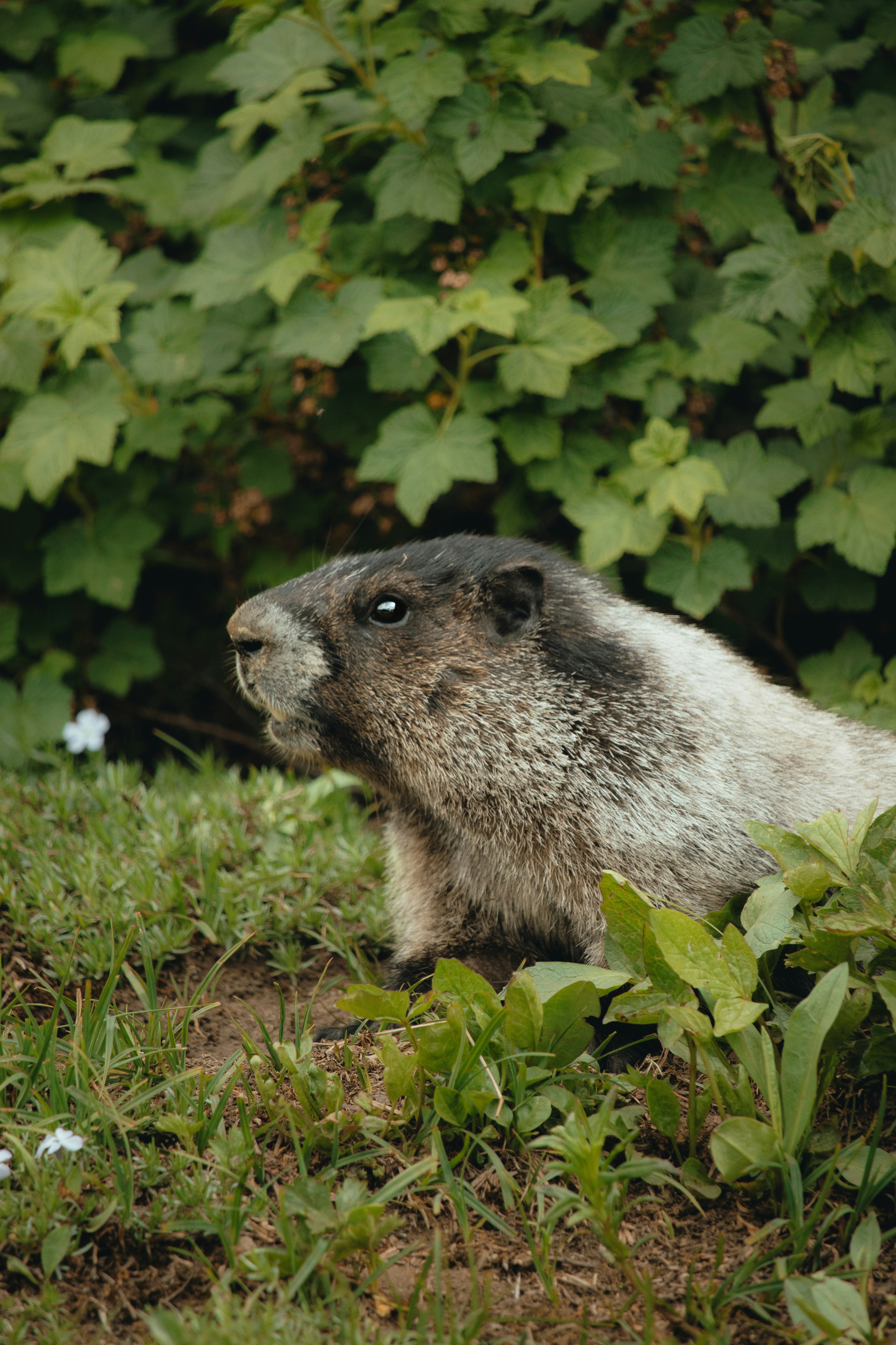 Whiskered Wanderer in a Green Sanctuary