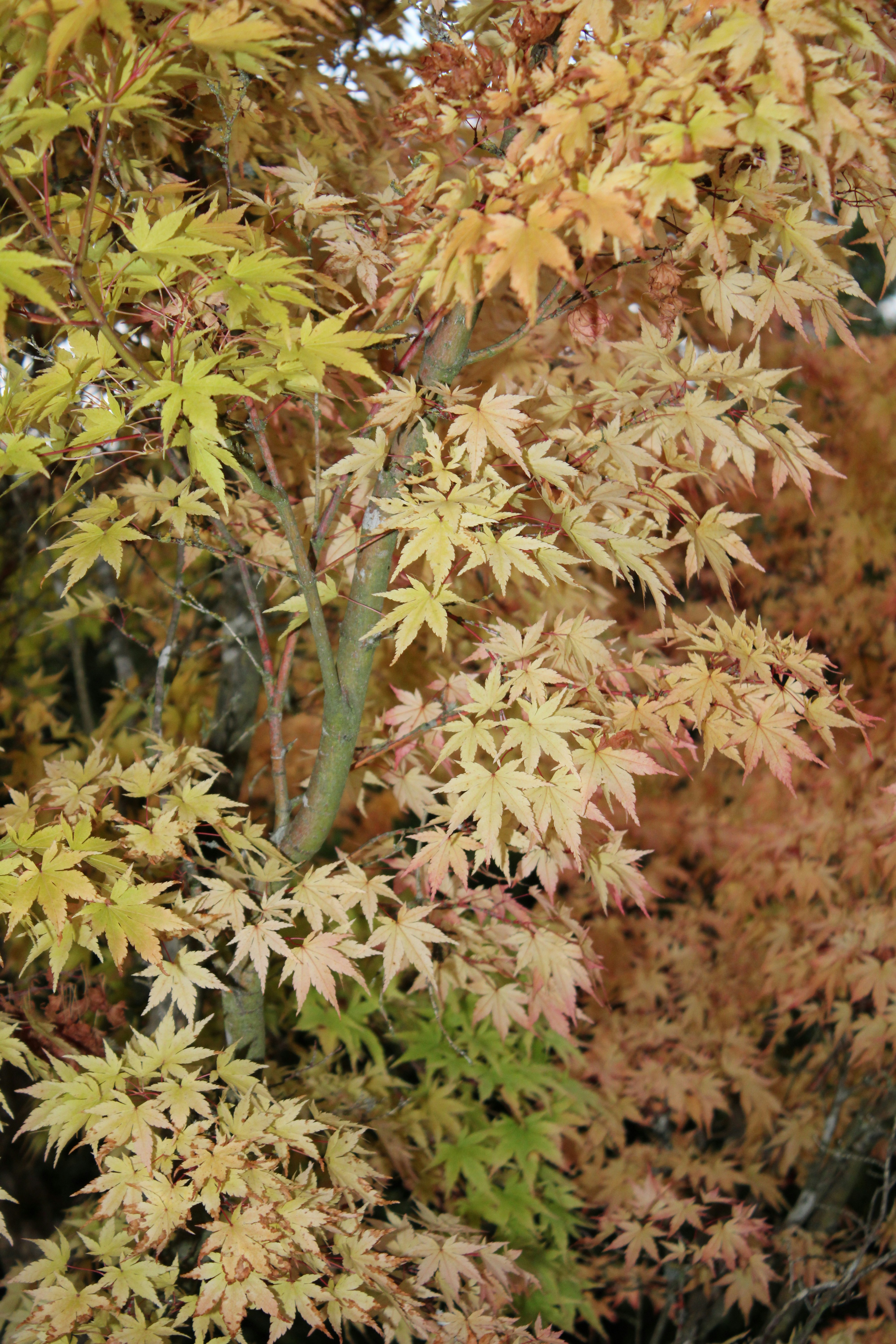 Whispers of Autumn: A Maple's Transformation