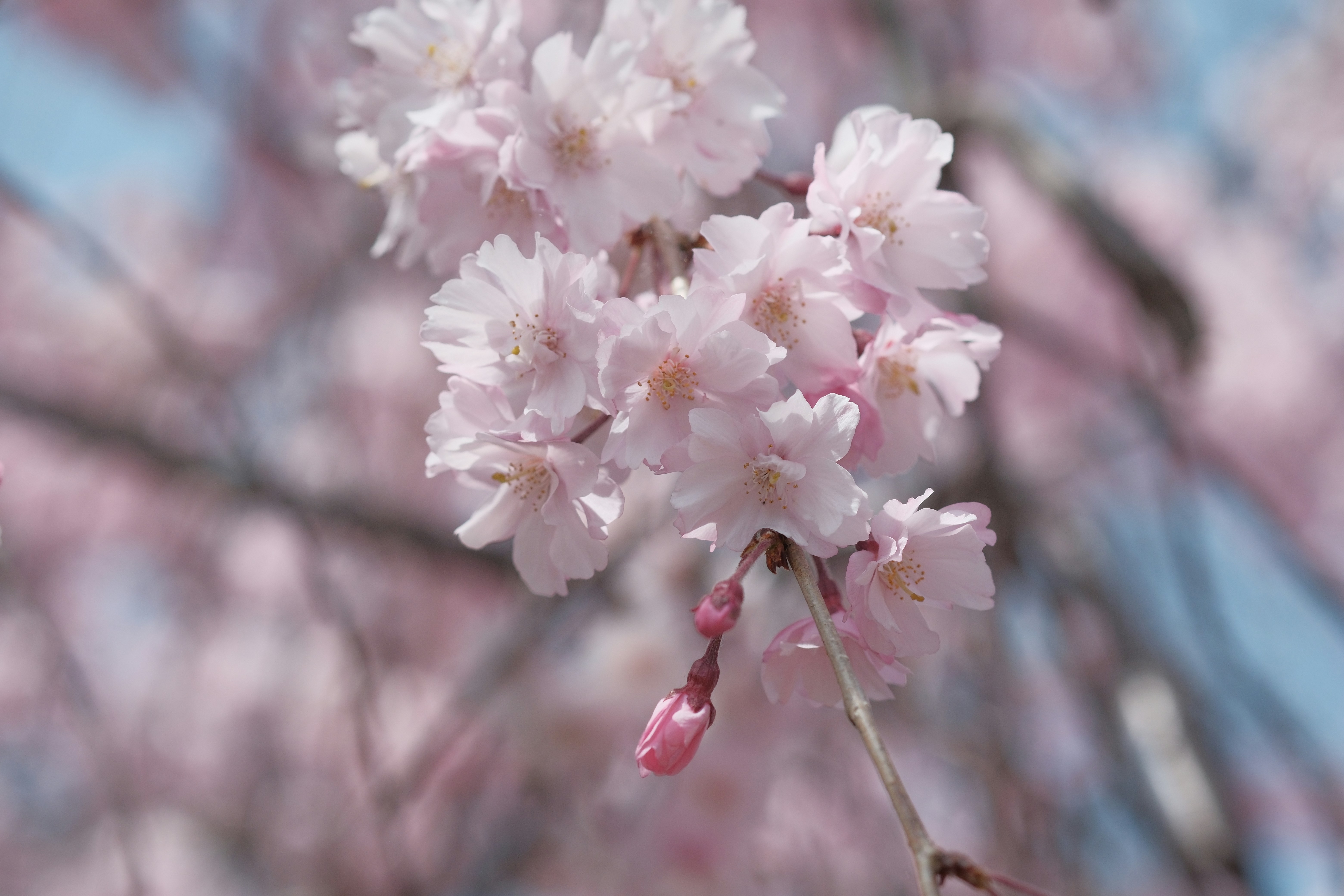 Whispers of Spring: Cherry Blossoms in Bloom