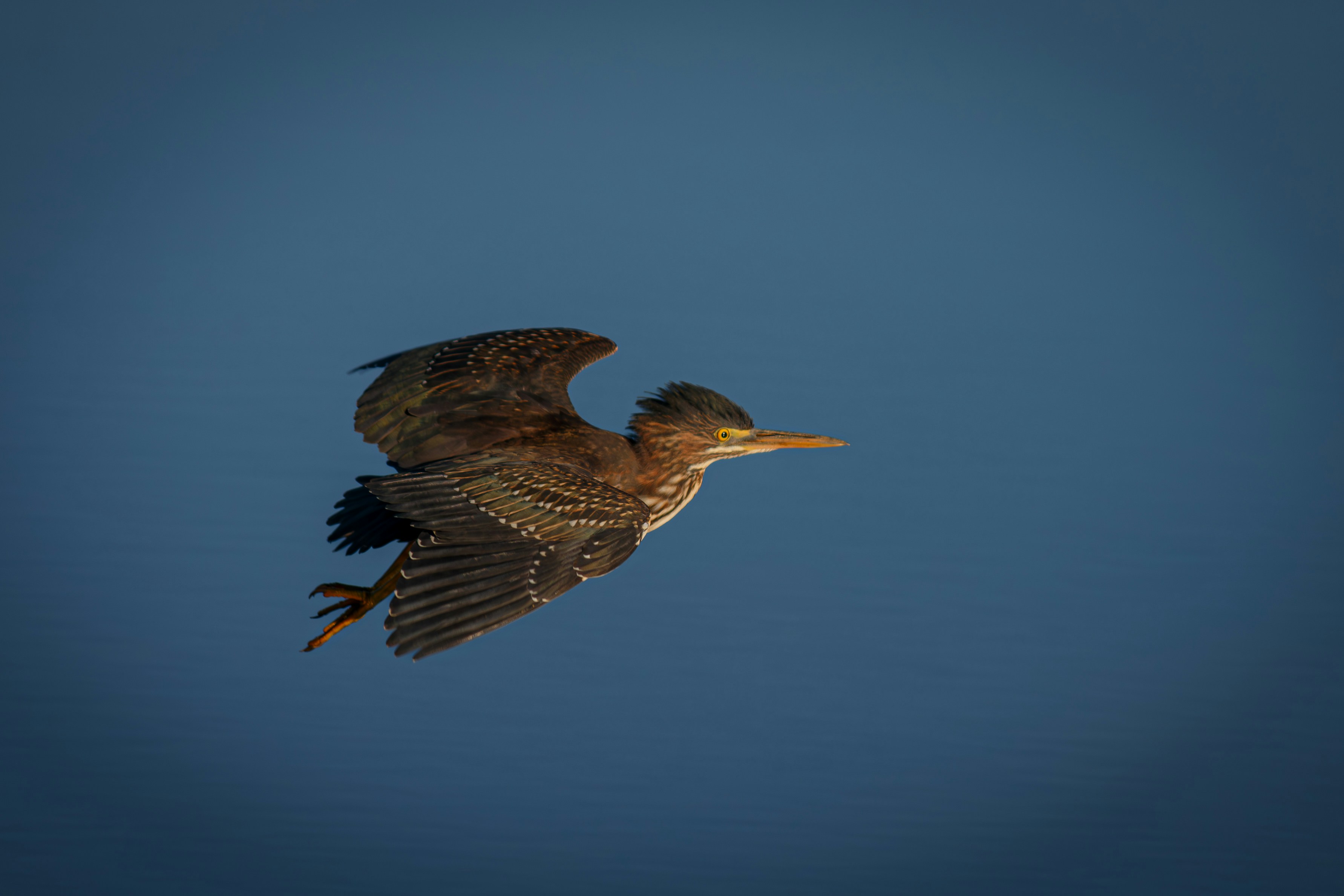 Graceful Flight of the Heron