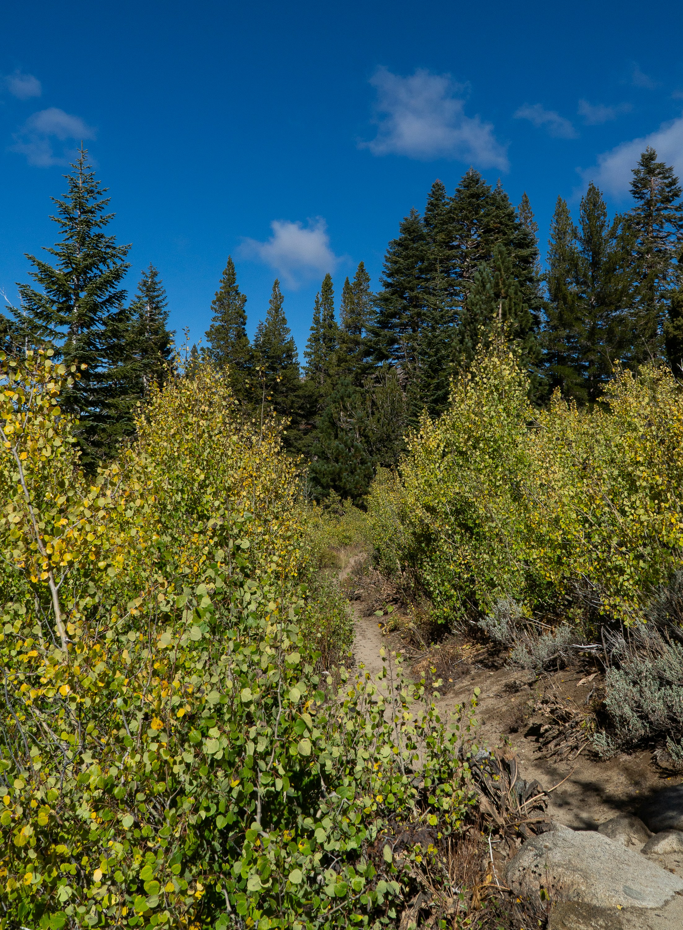 Nature's Pathway Through Autumn Hues