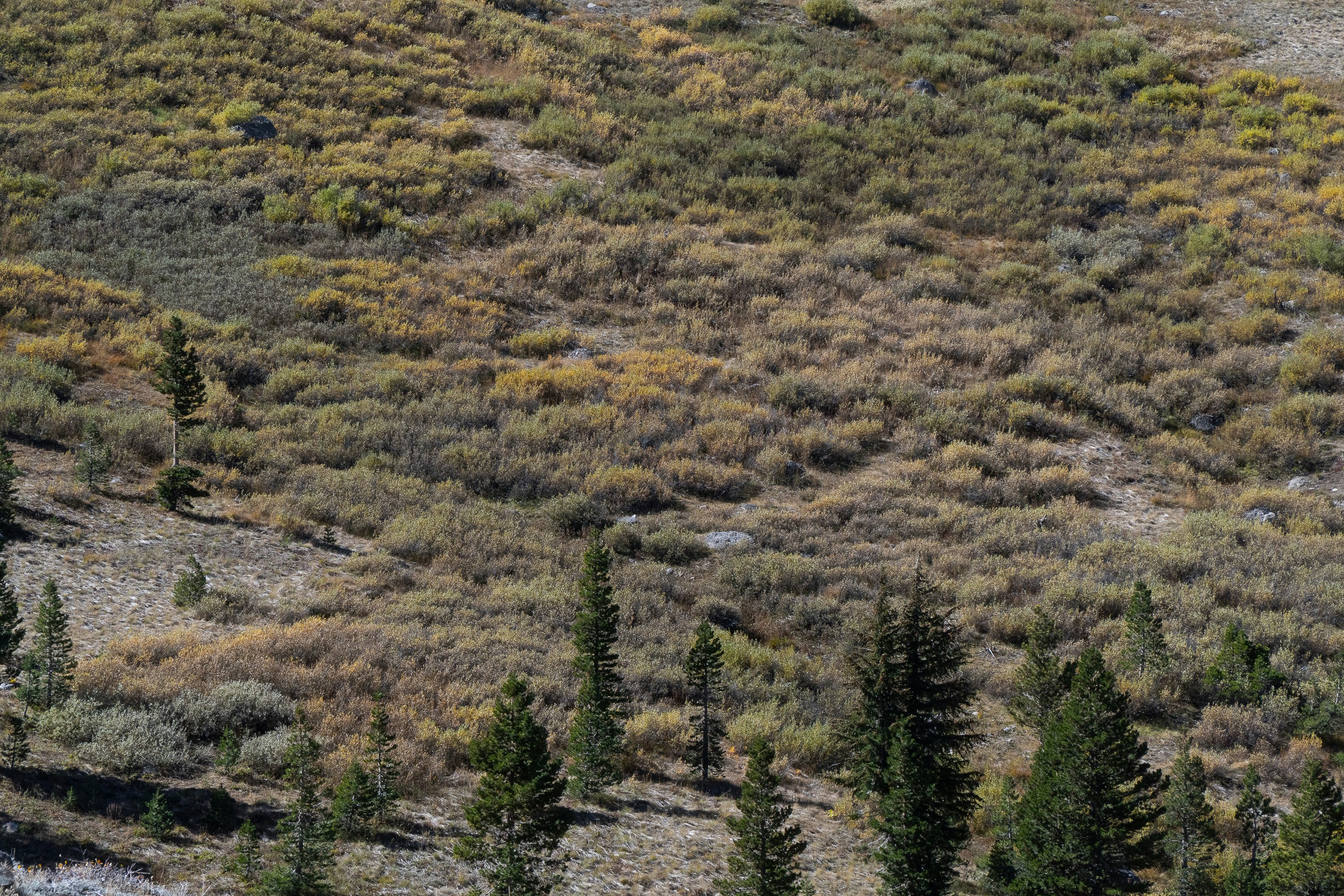 Vast expanse of mixed vegetation showcasing autumnal hues in a serene landscape. The interplay of greens and yellows creates a rich, textured view.