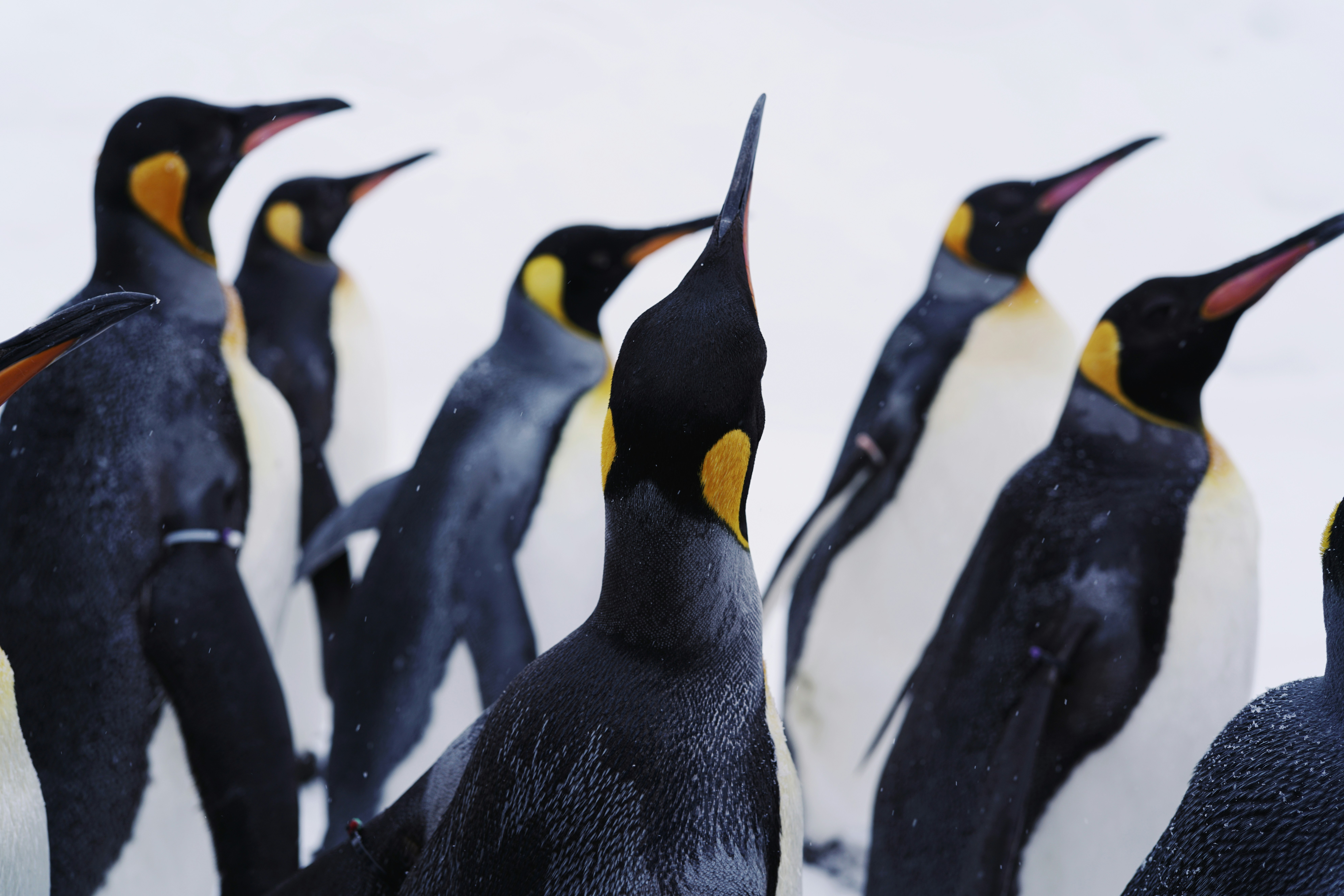 A group of king penguins stand together in the snow.