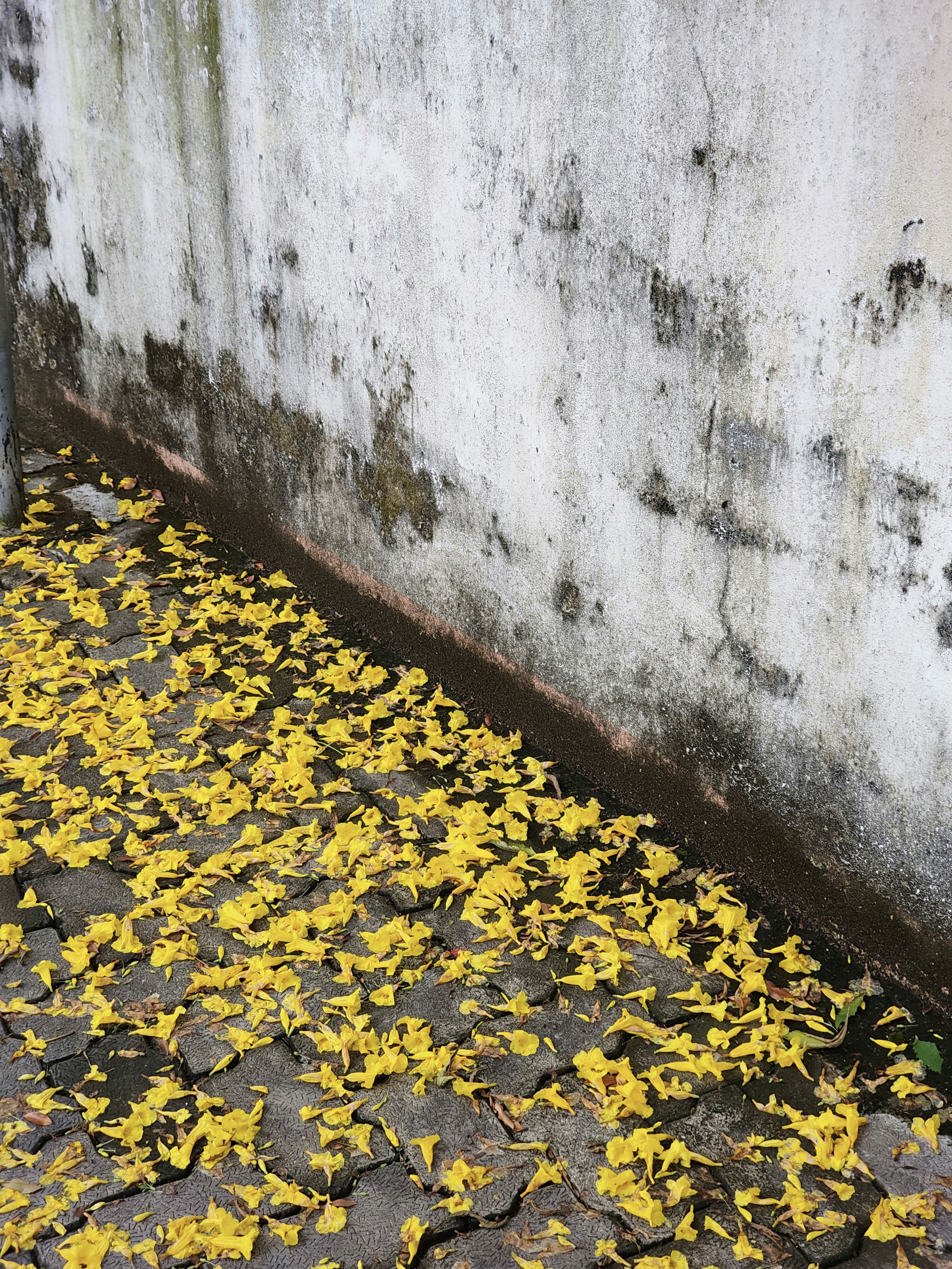 Yellow flowers scattered on a cracked pavement near wall.