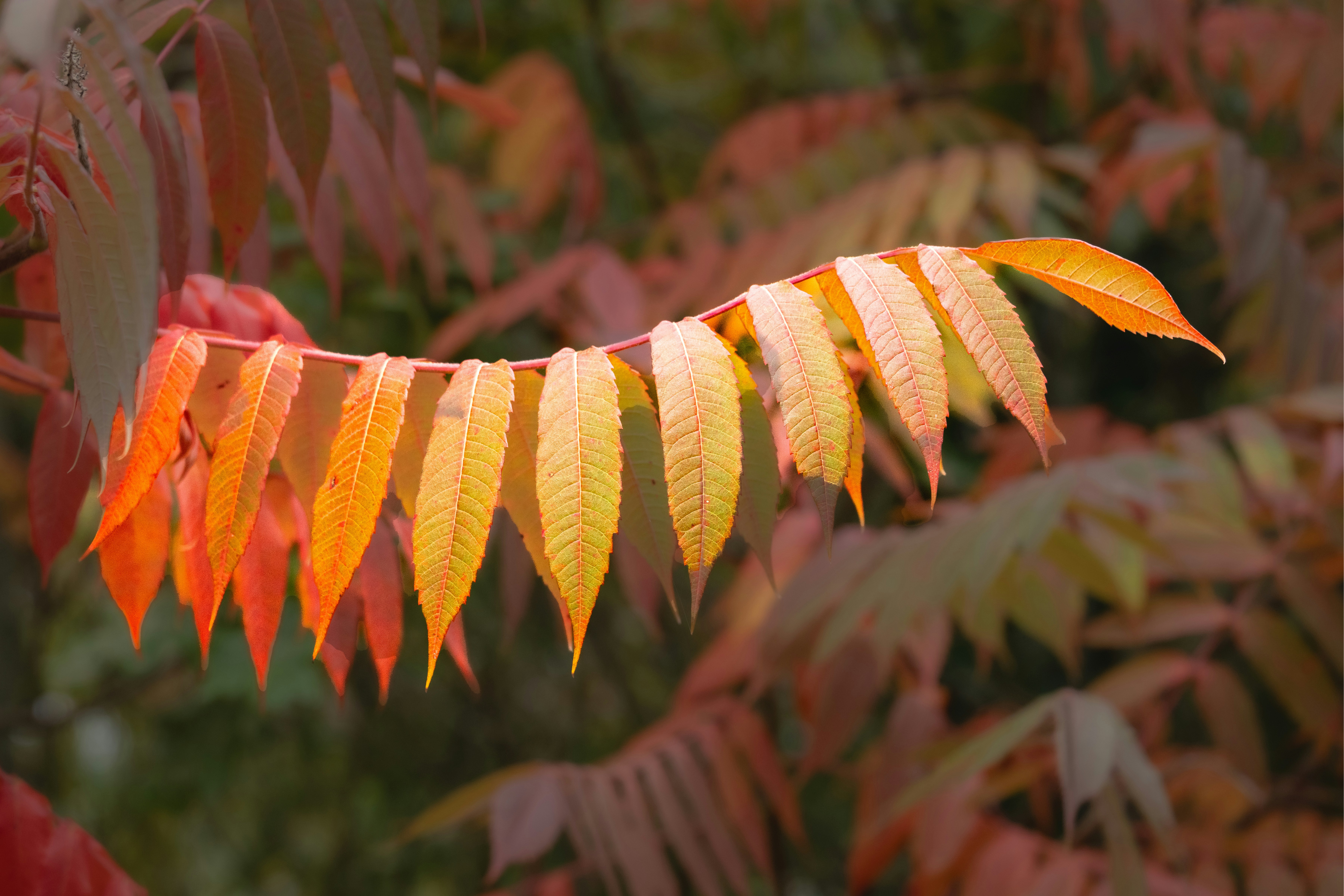 Autumn's Palette: A Leafy Symphony