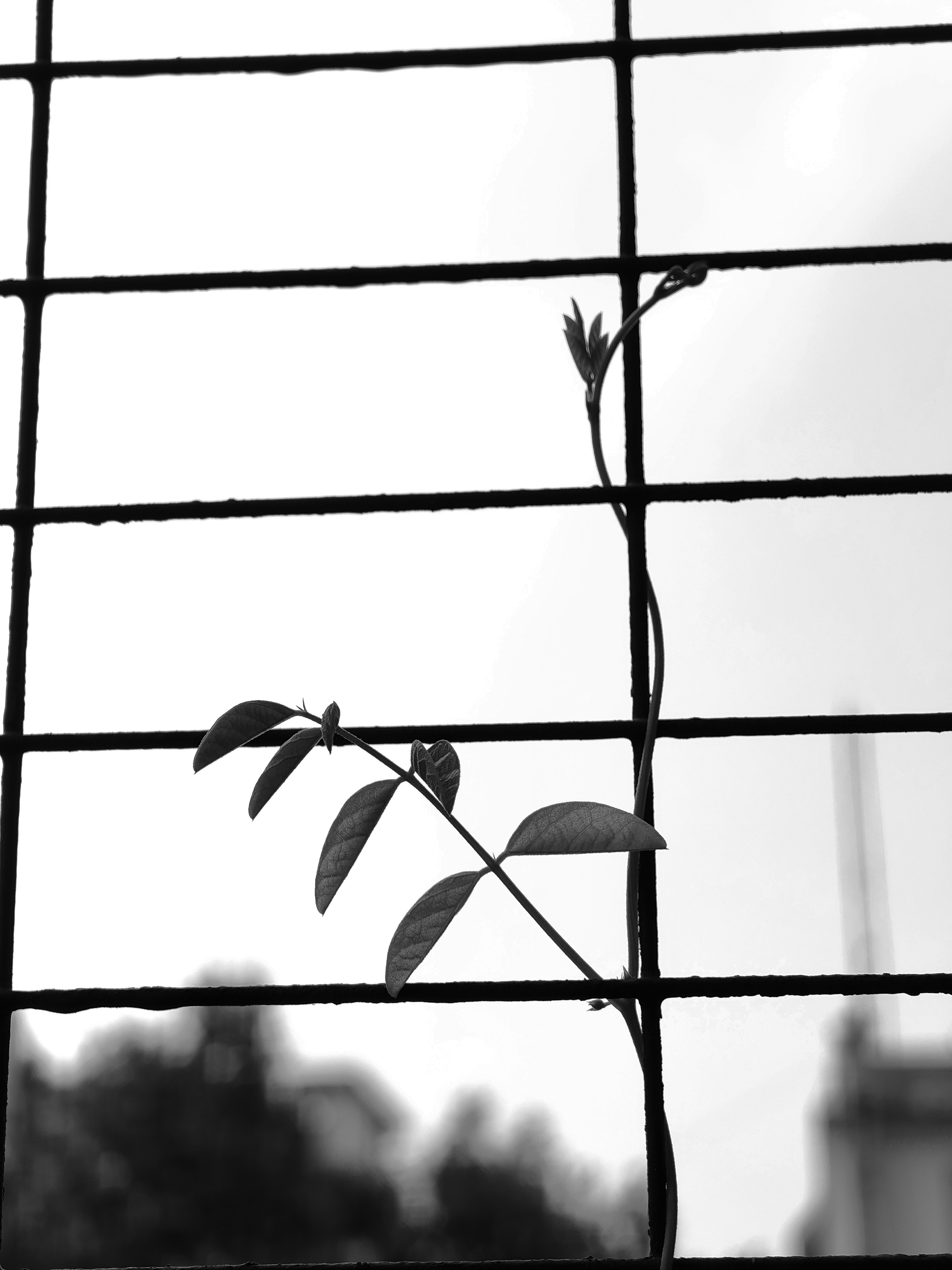 Sample photo from Nothing Phone 3a Pro