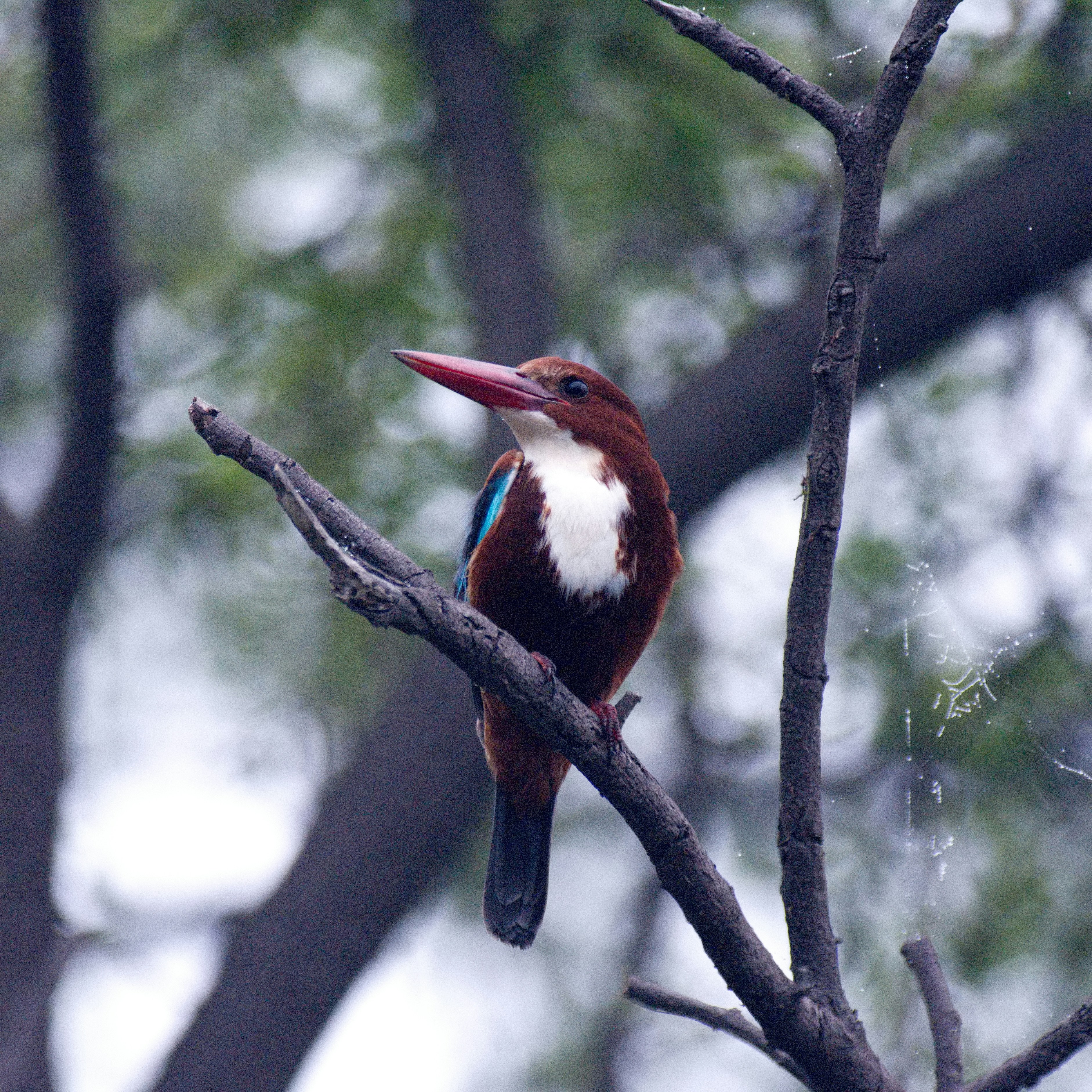 The Watchful Fisher: A Kingfisher's Perch