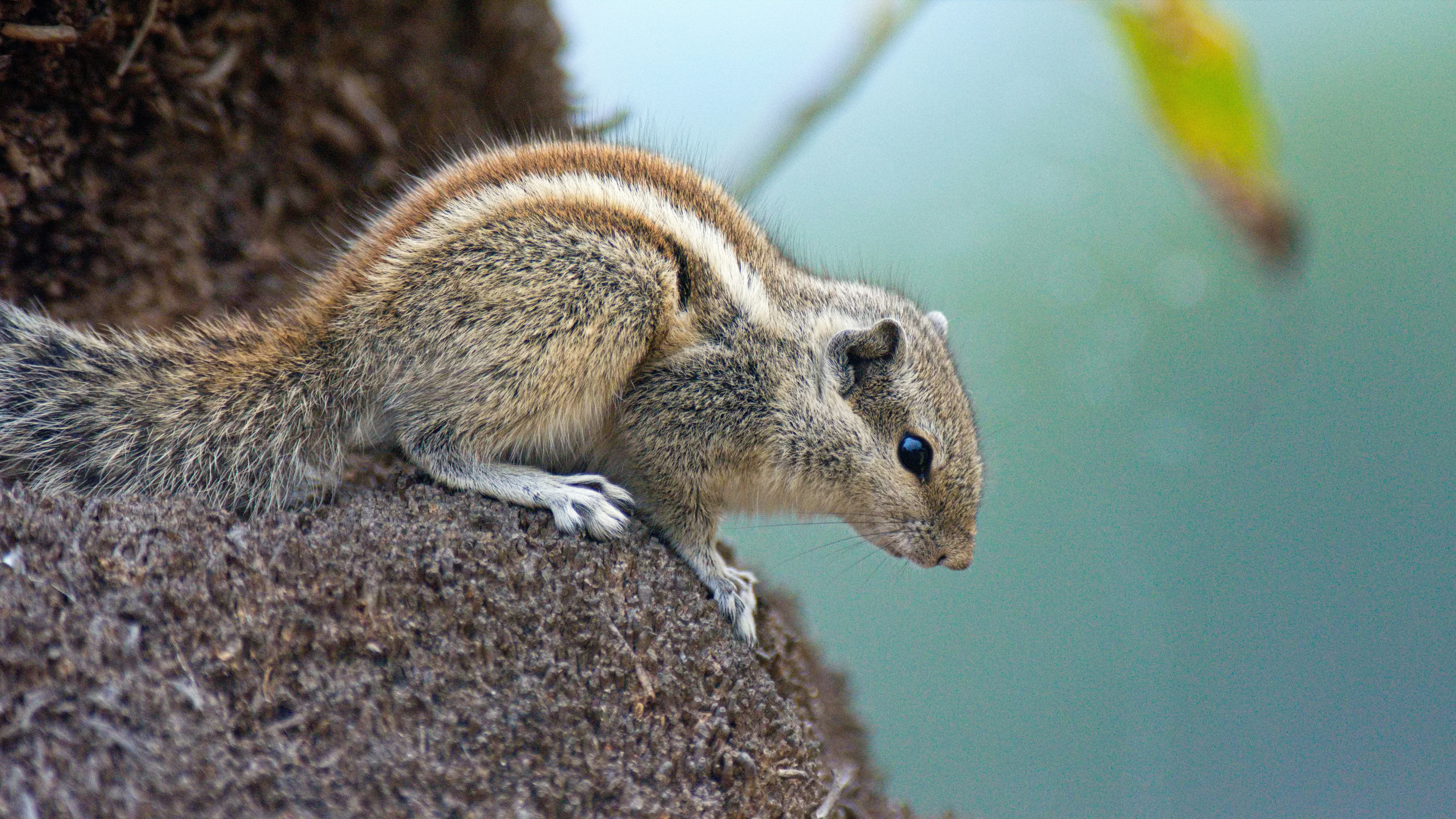 A striped squirrel on a dirt mound near water.