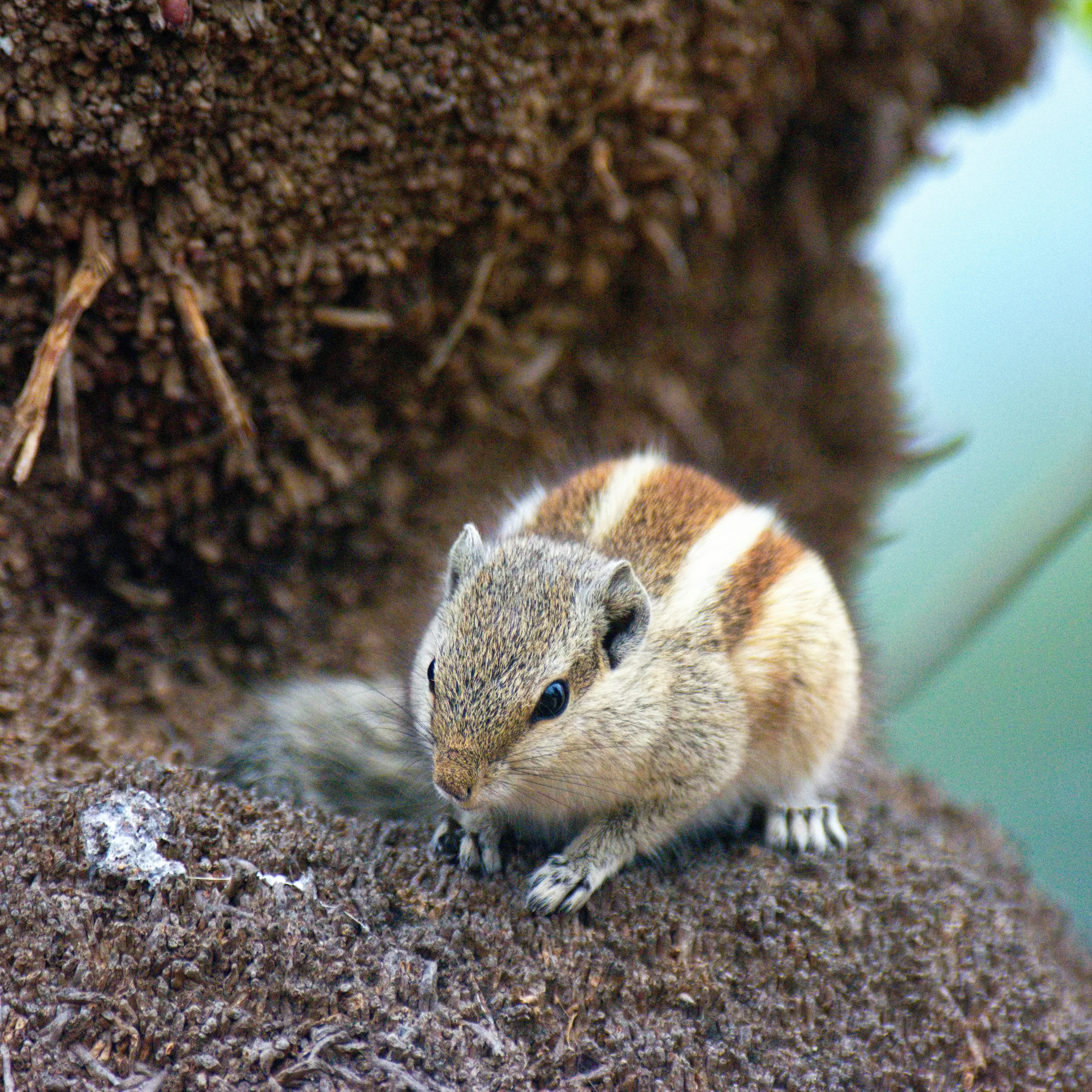 Nature's Acorn Hunter in Action