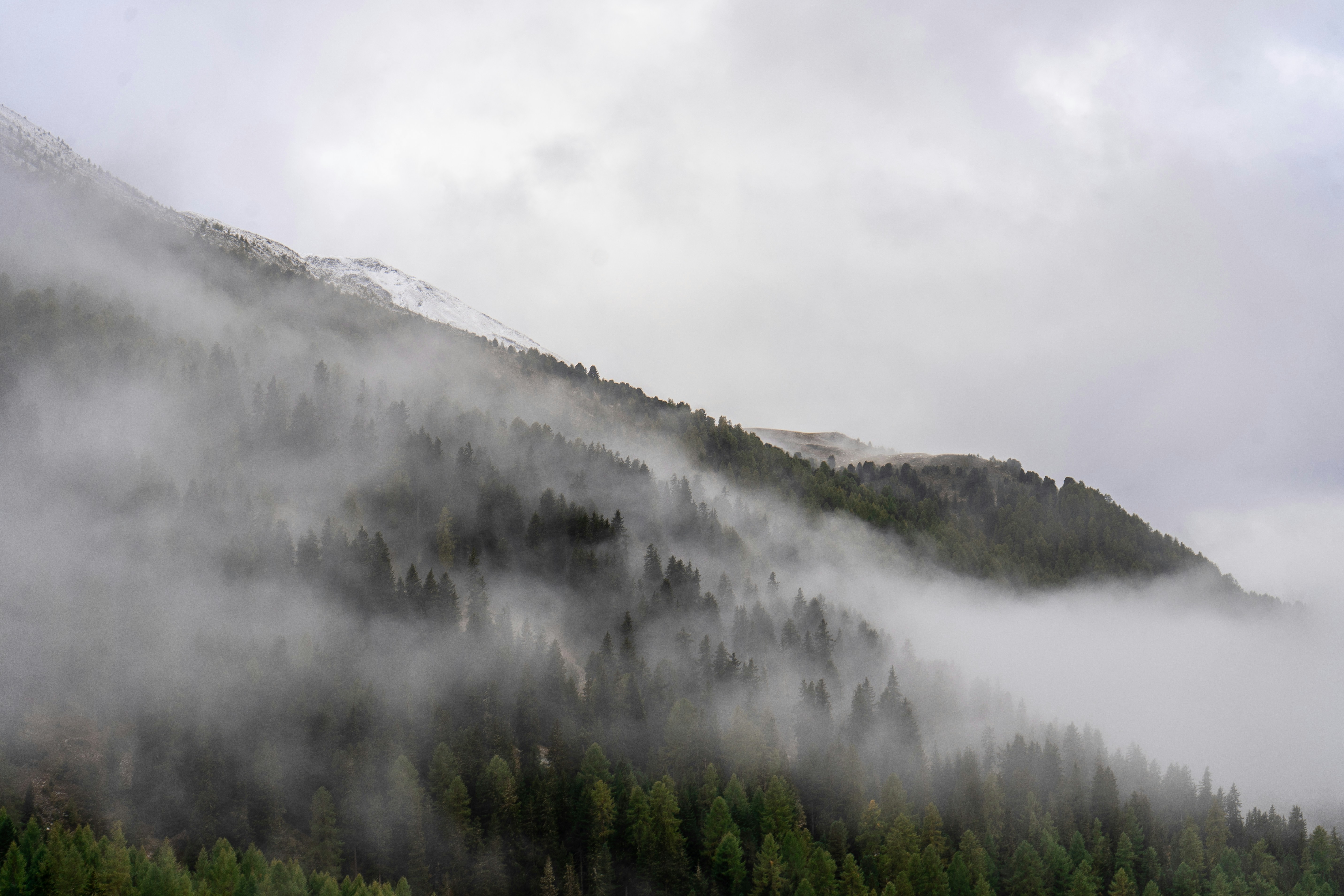 Misty forest on a cloudy mountain slope.