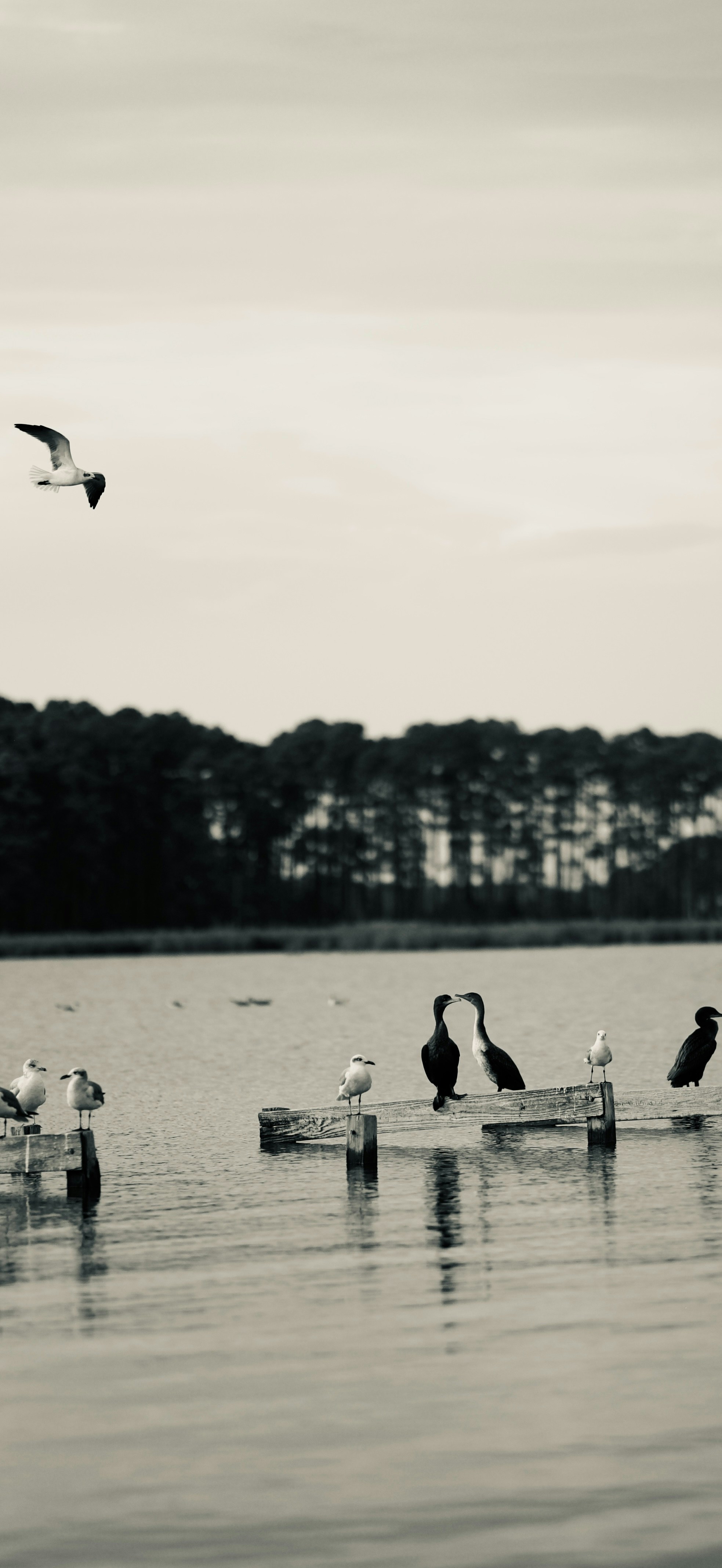 Harmony on the Water: A Moment of Connection