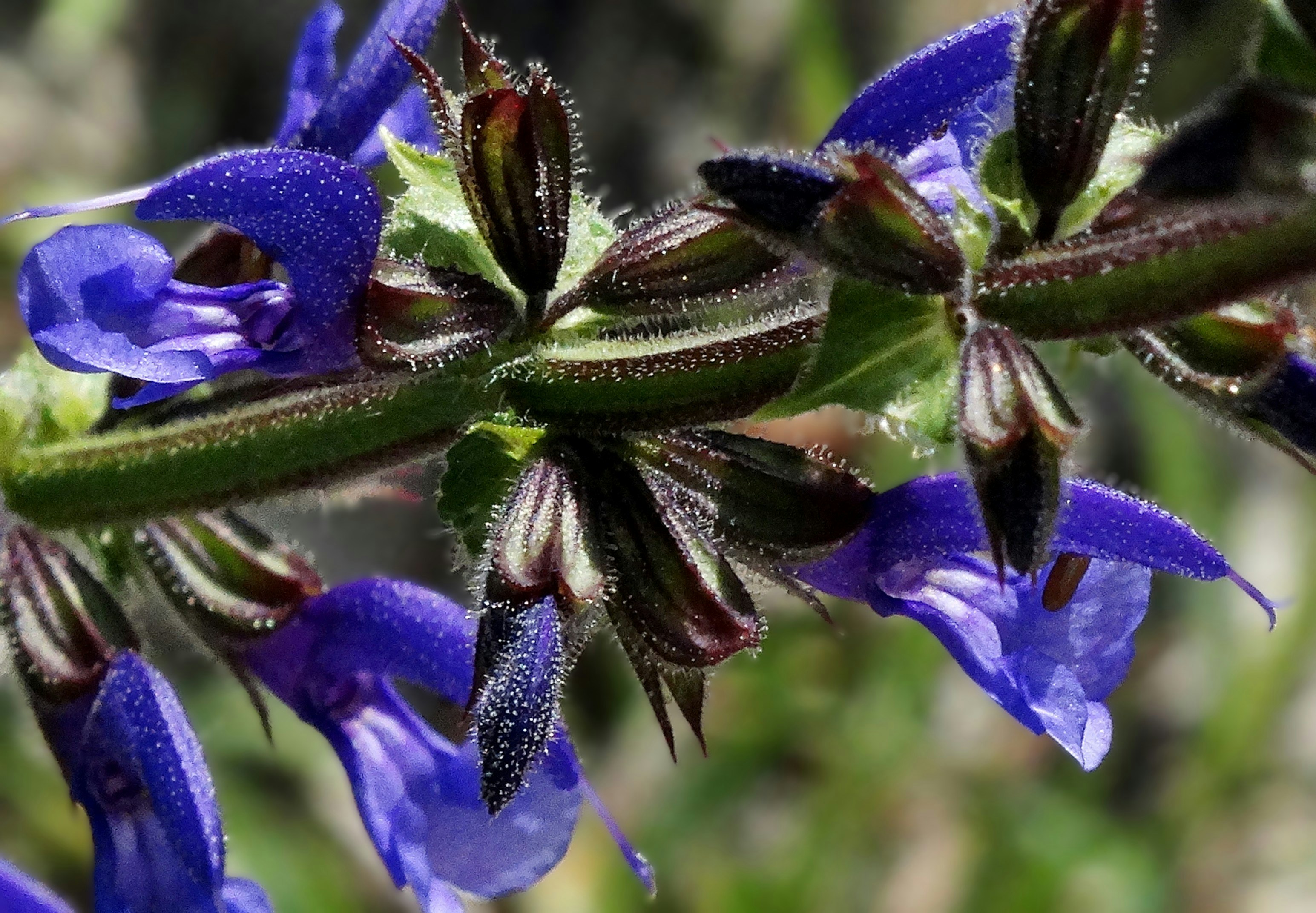 Whispers of the Wild: A Close Encounter with Nature's Palette