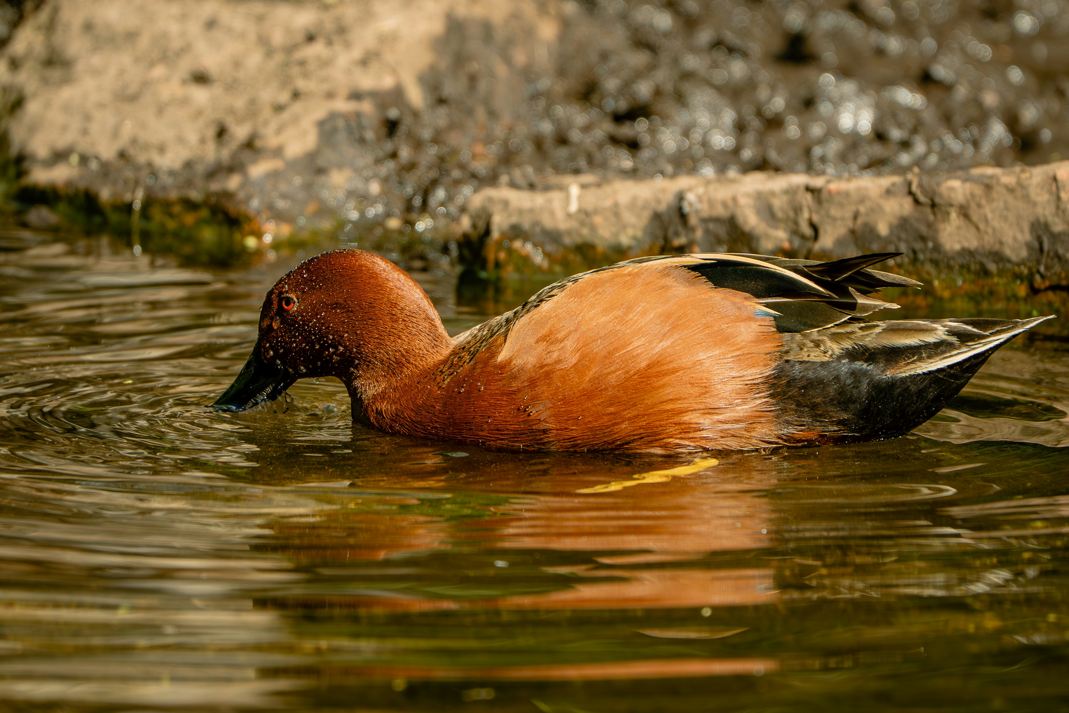 The Subtle Elegance of the Cinnamon Teal