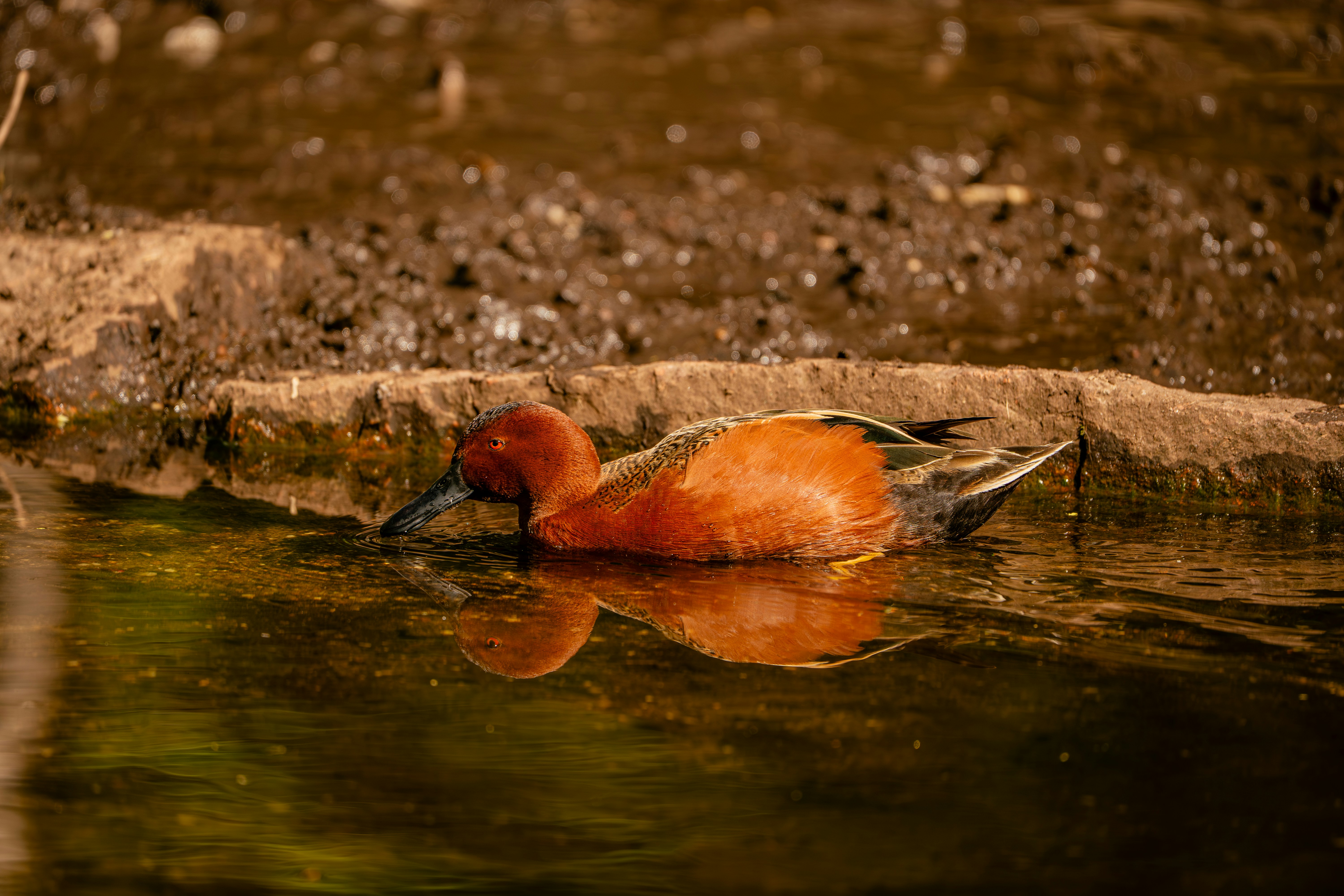 Cinnamon Teal (spatula cyanoptera) | A cinnamon-colored duck swims in murky water.