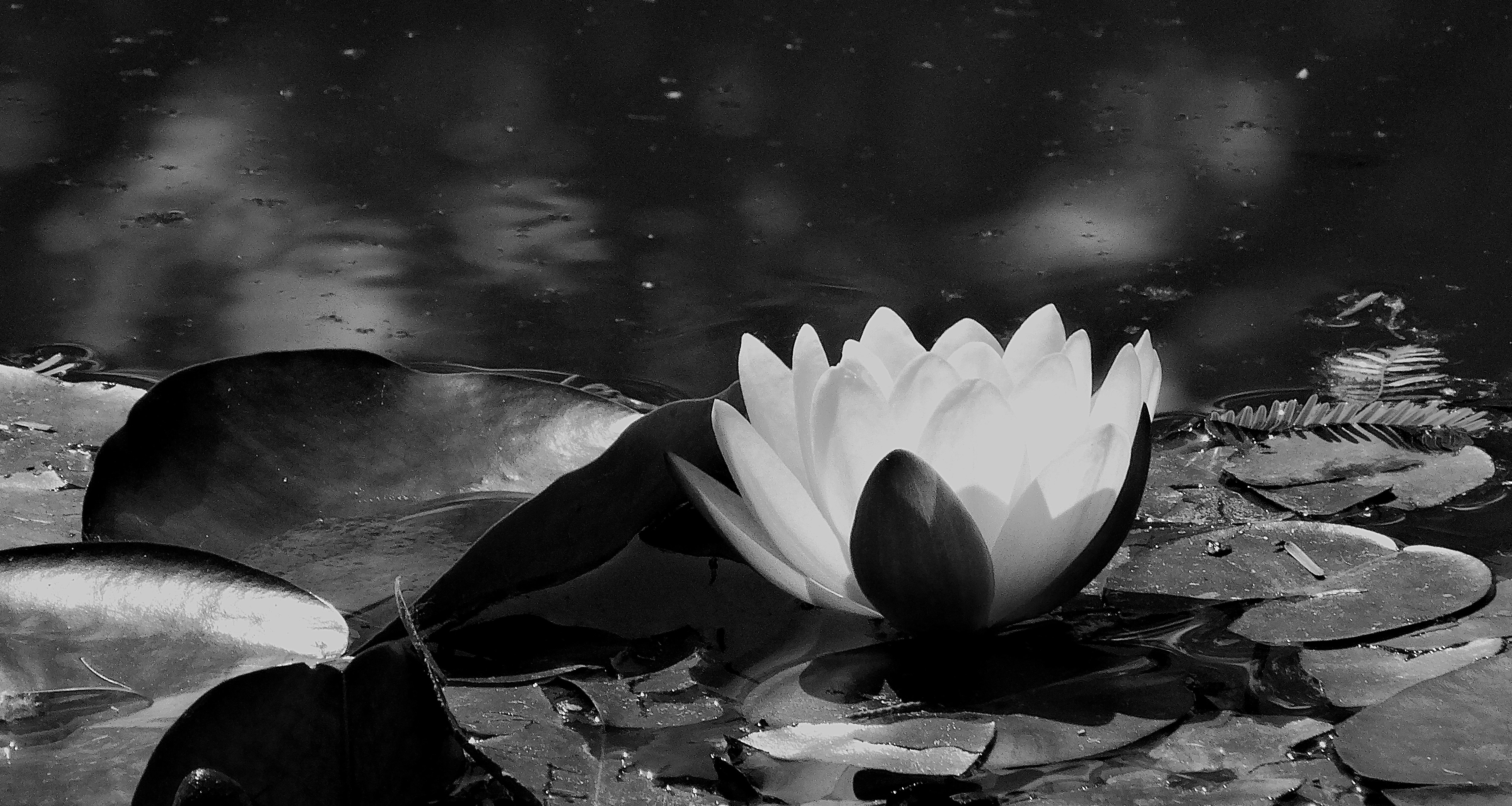 A white water lily floats on dark water.