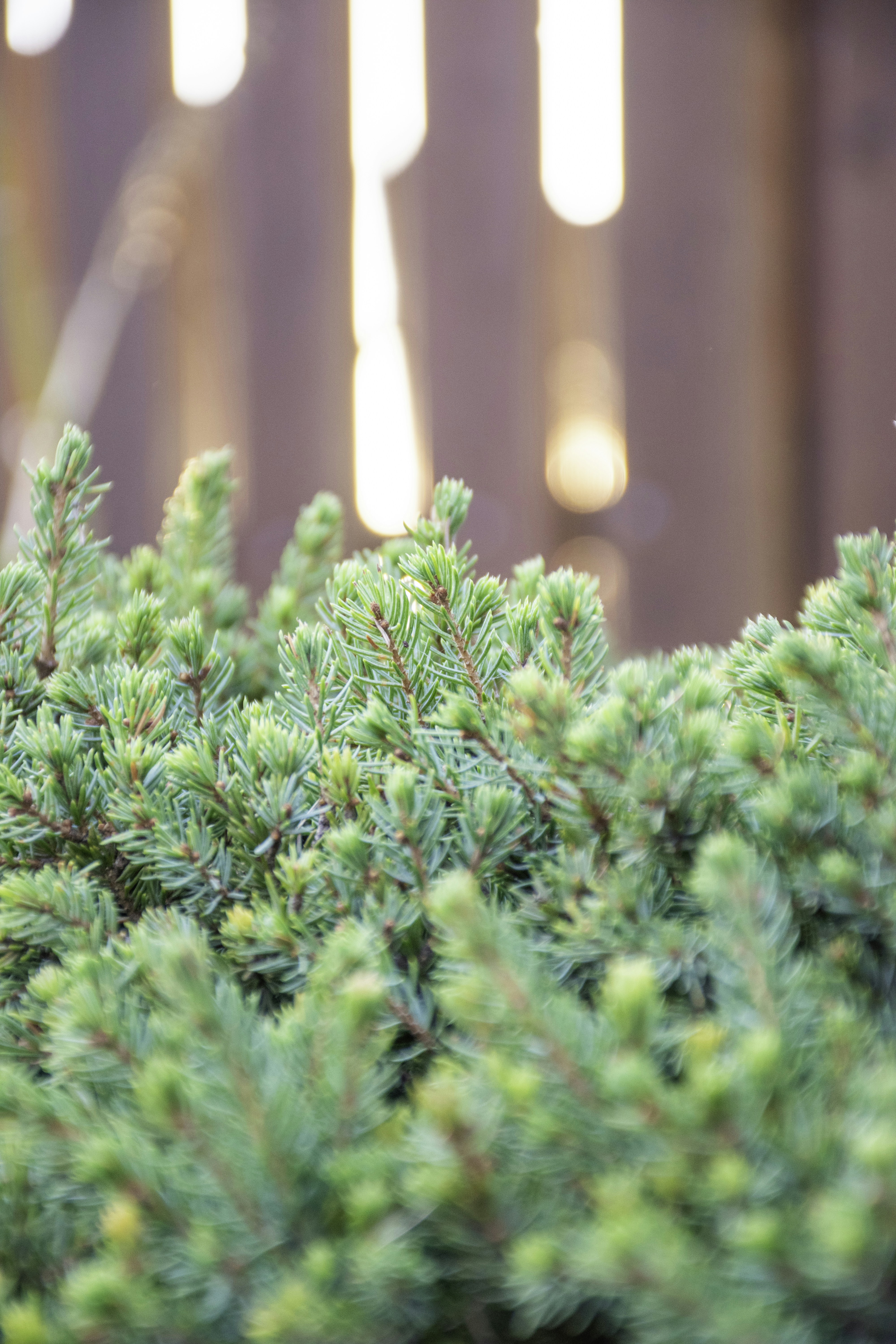 Close-up of green pine needles with blurred background.