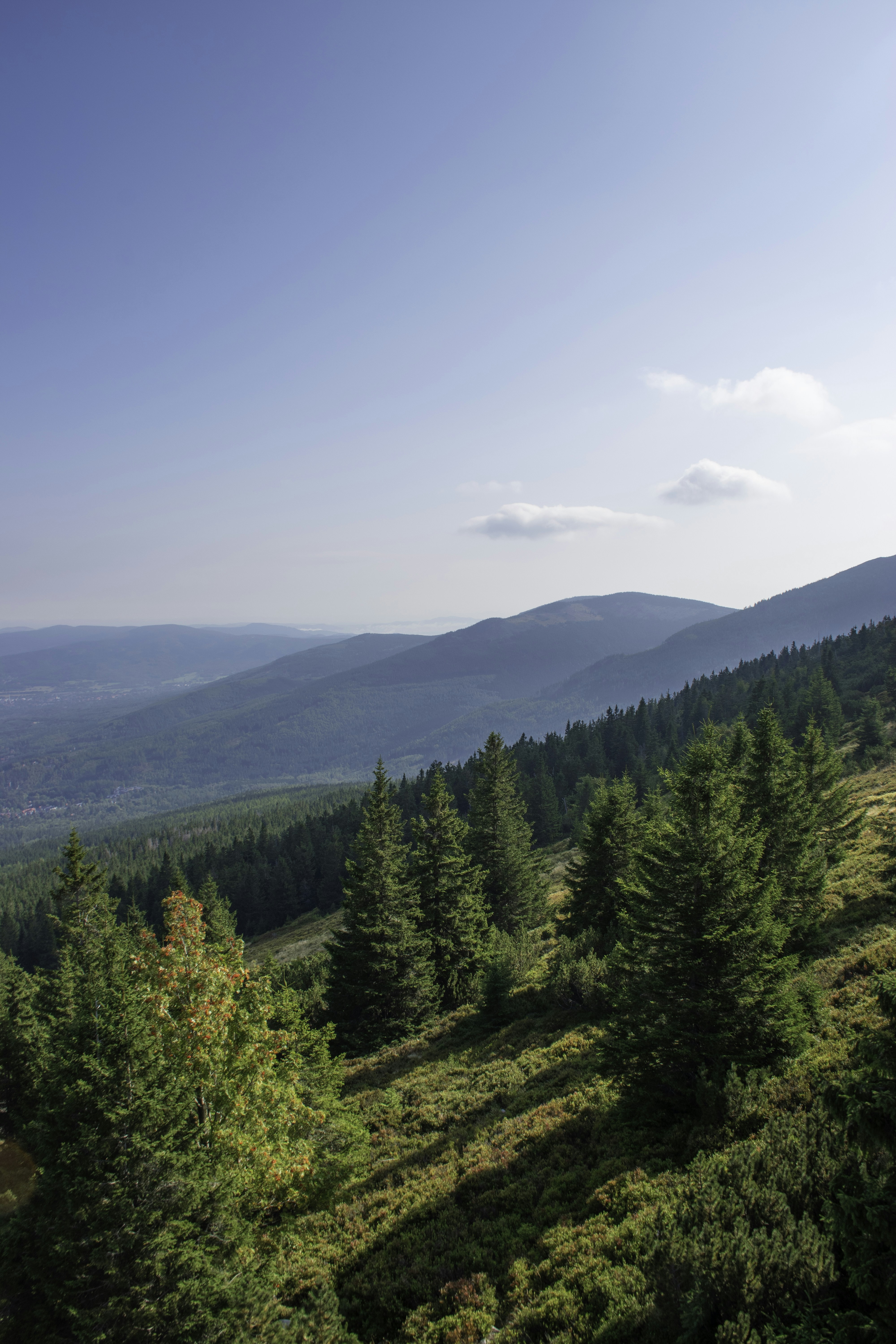 Pine trees on a sunlit mountain slope overlooking hills.