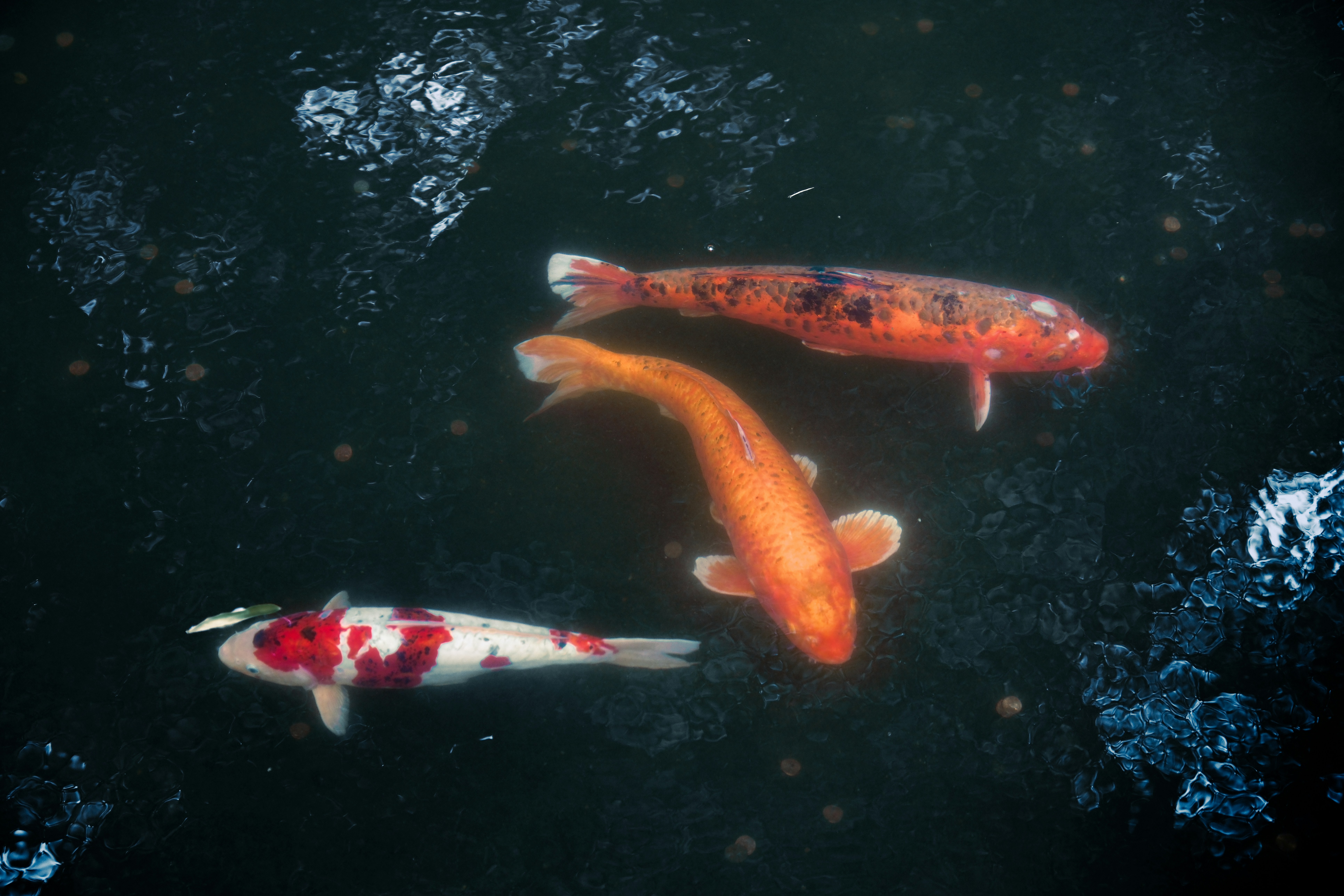 Harmony Beneath the Surface