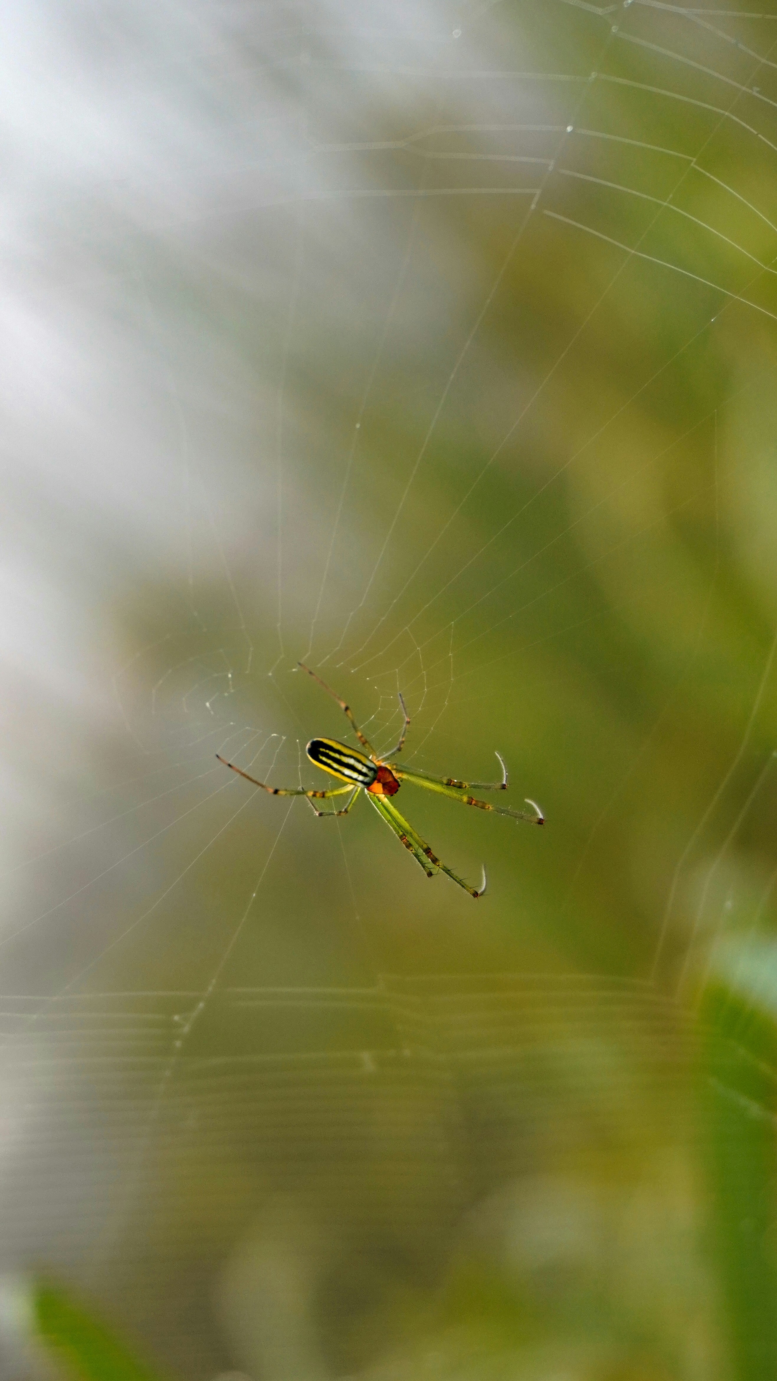 The Delicate Weaver: Nature's Artistry in Motion