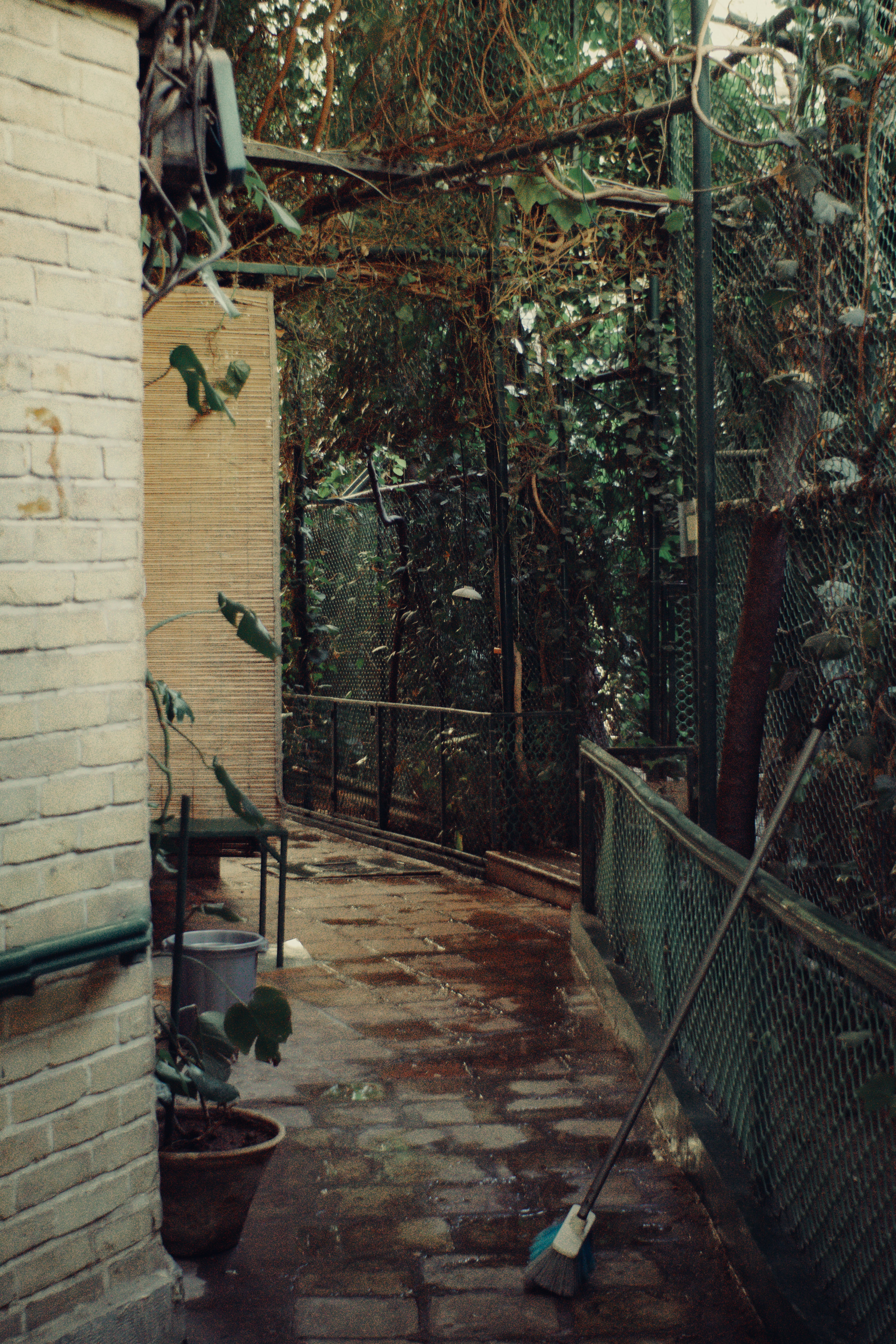 Whispers of Nature: A Pathway Through Greenery