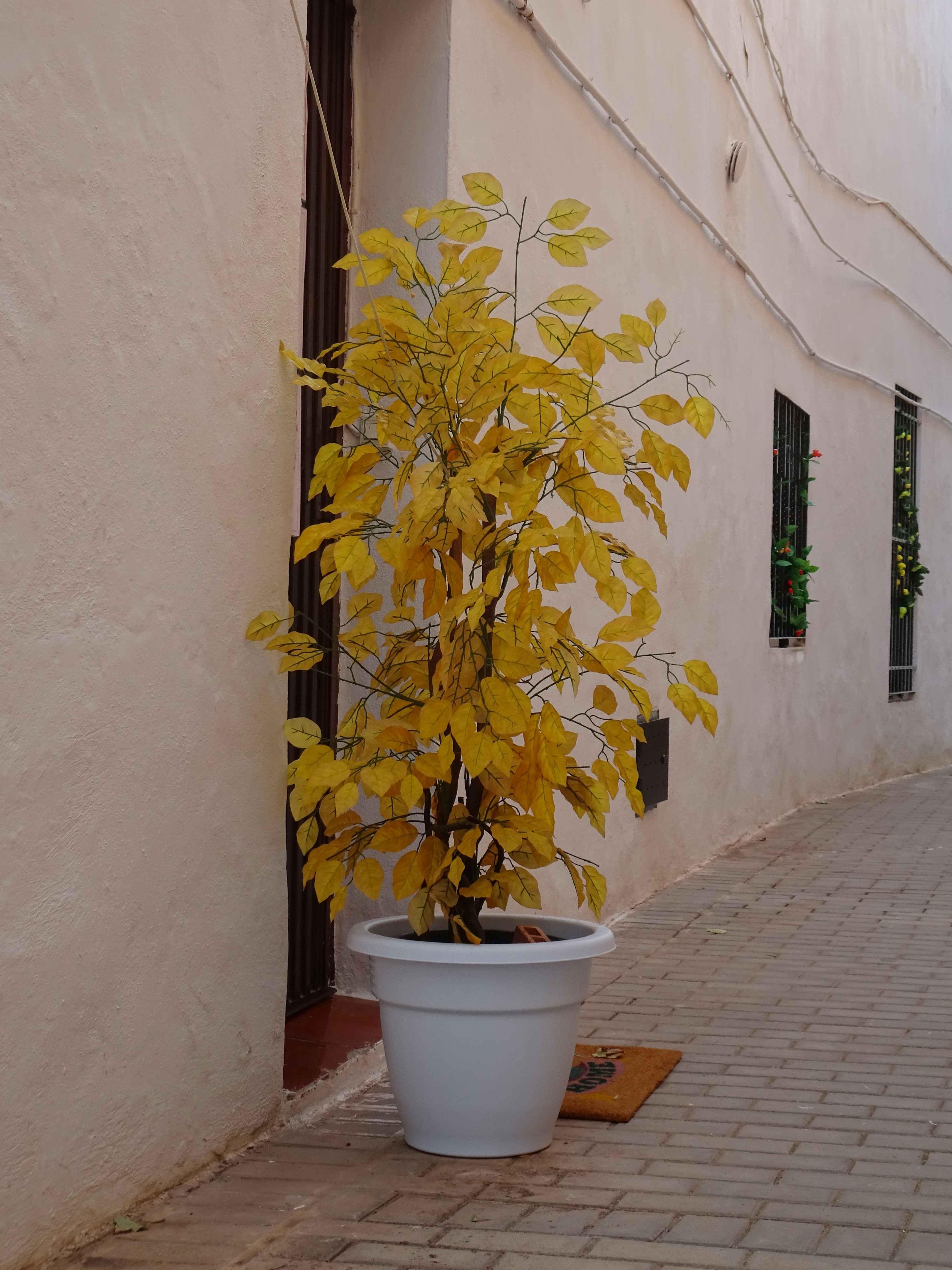 Una planta de adorno en una callejuela de Vinalesa. | Potted plant with yellow leaves on cobblestone street.