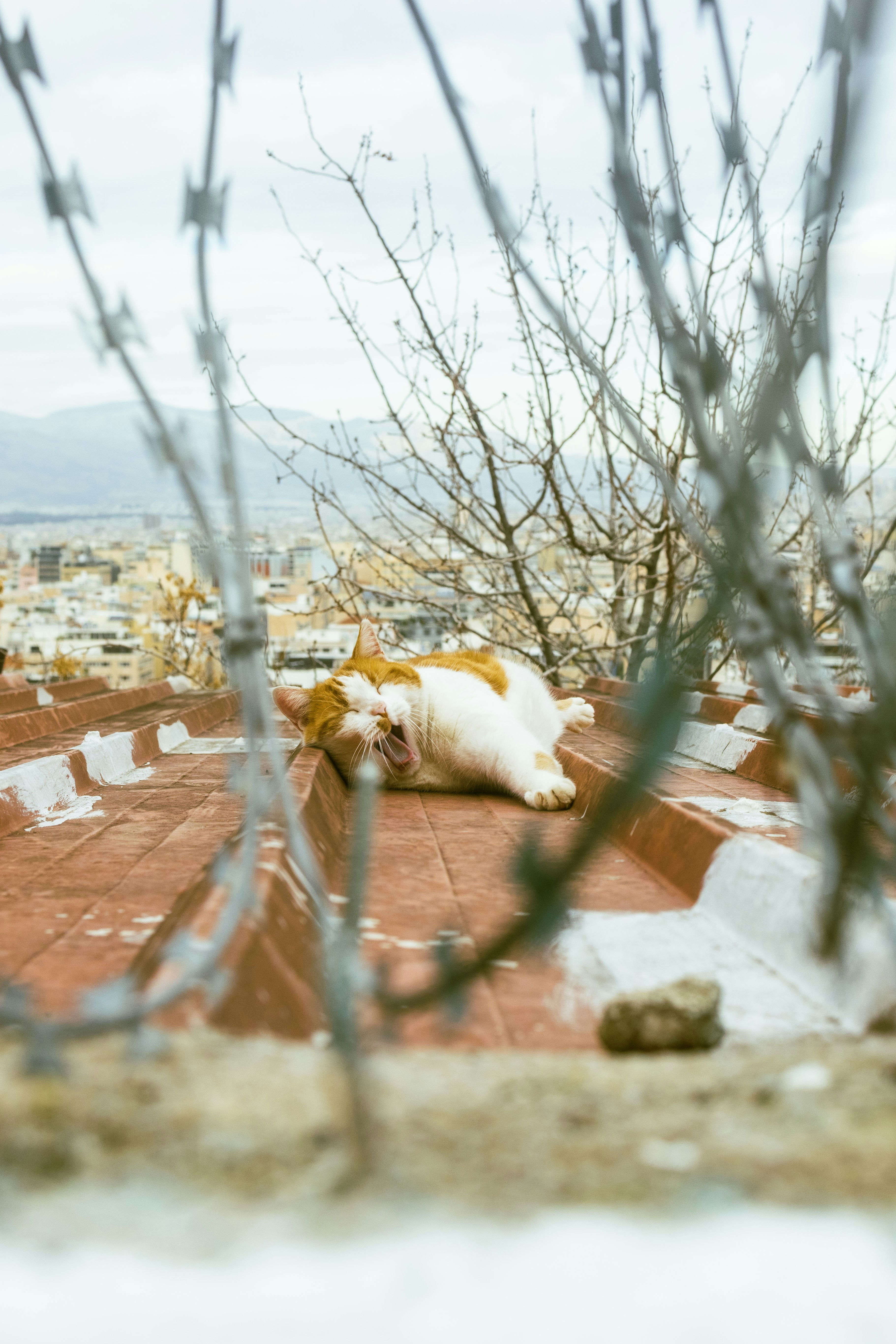Urban Serenity: A Rooftop Respite