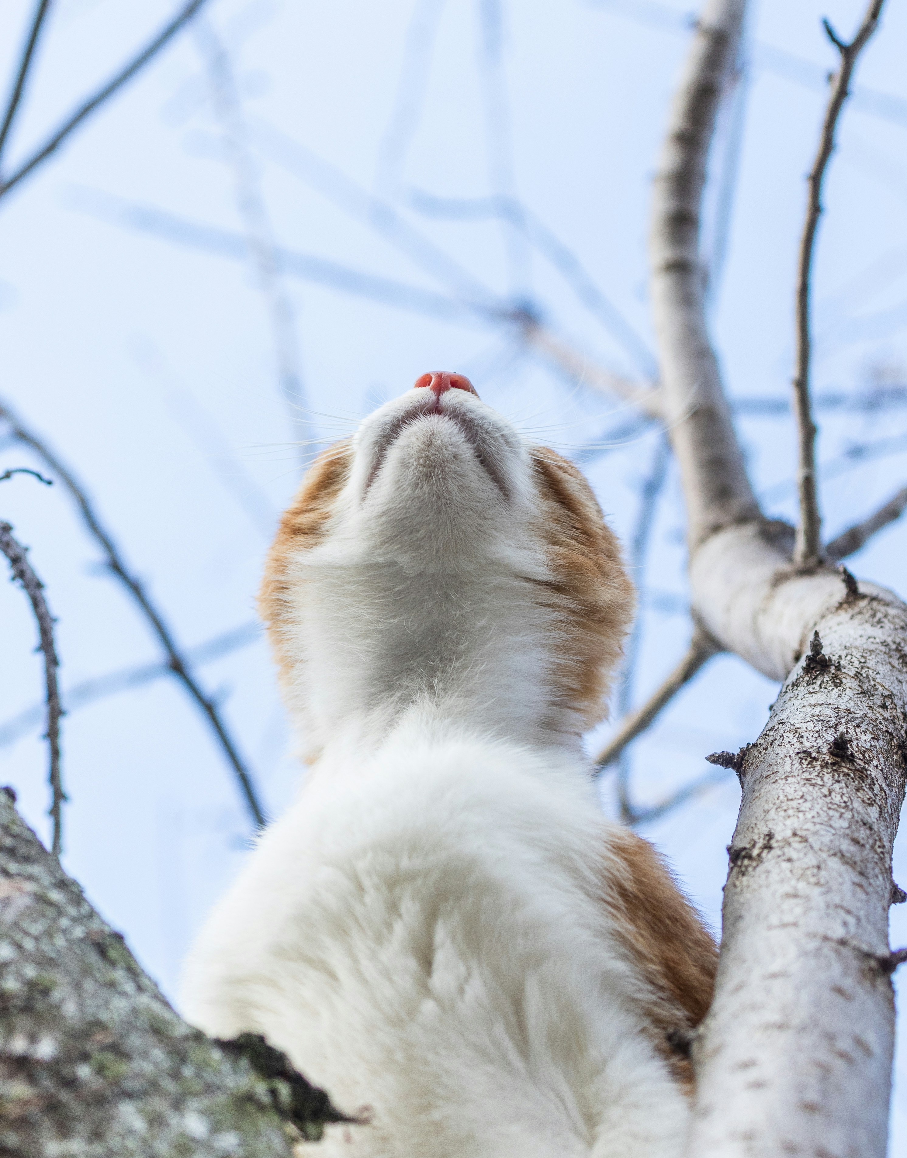 A Feline's Perspective: Gazing at the Sky