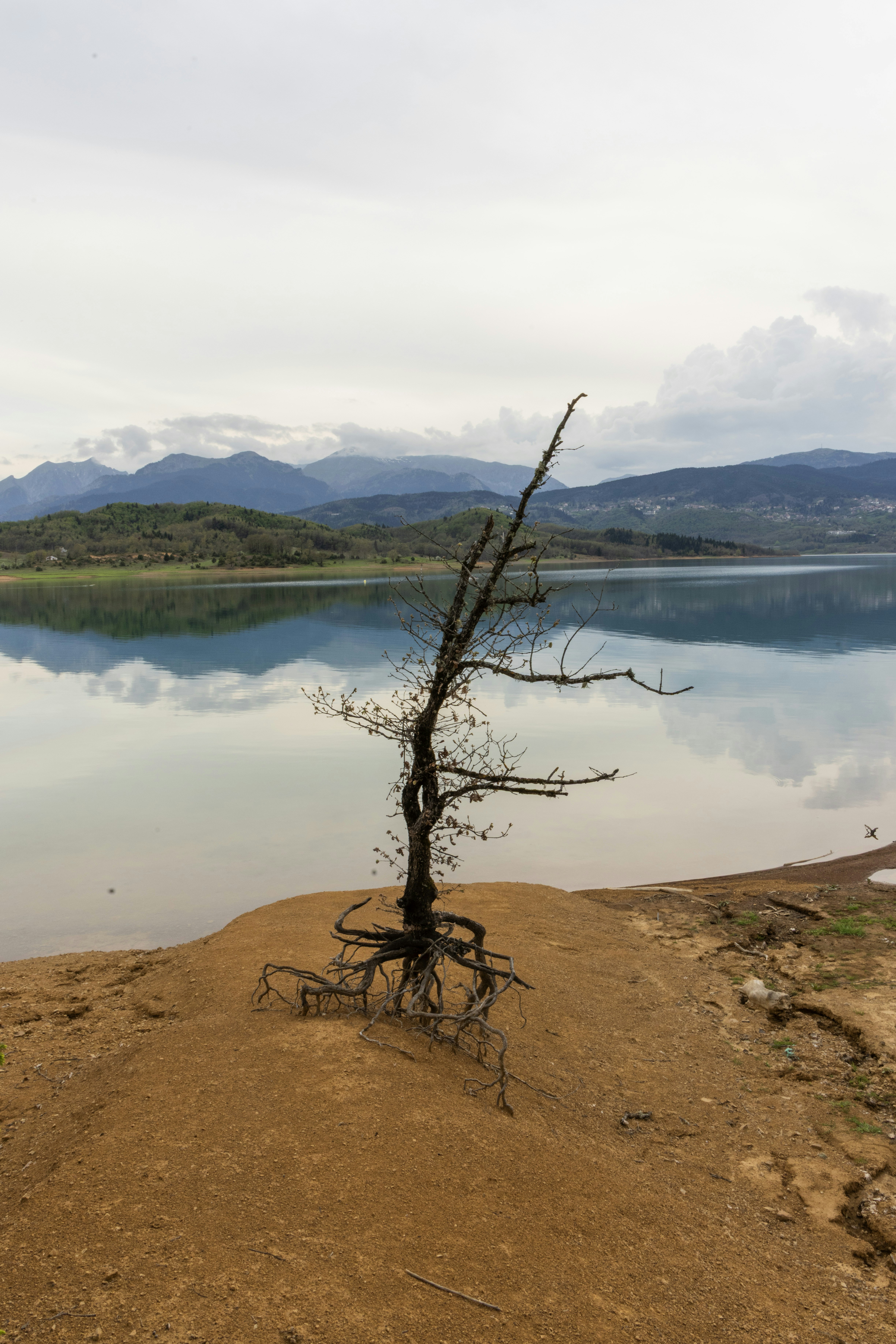 Resilient Solitude: Nature's Silent Witness