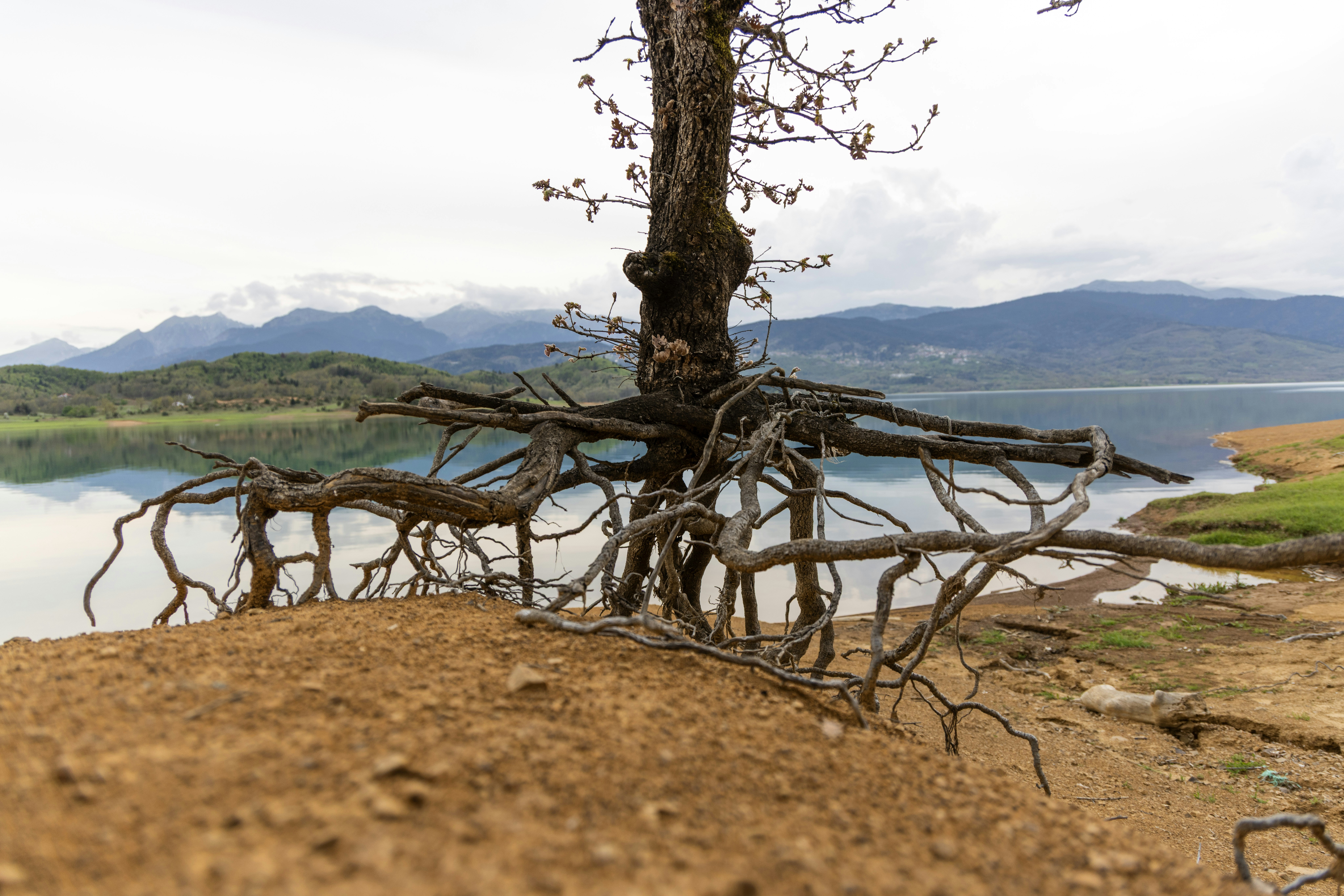 Roots of Resilience: Nature's Tenacity at the Water's Edge