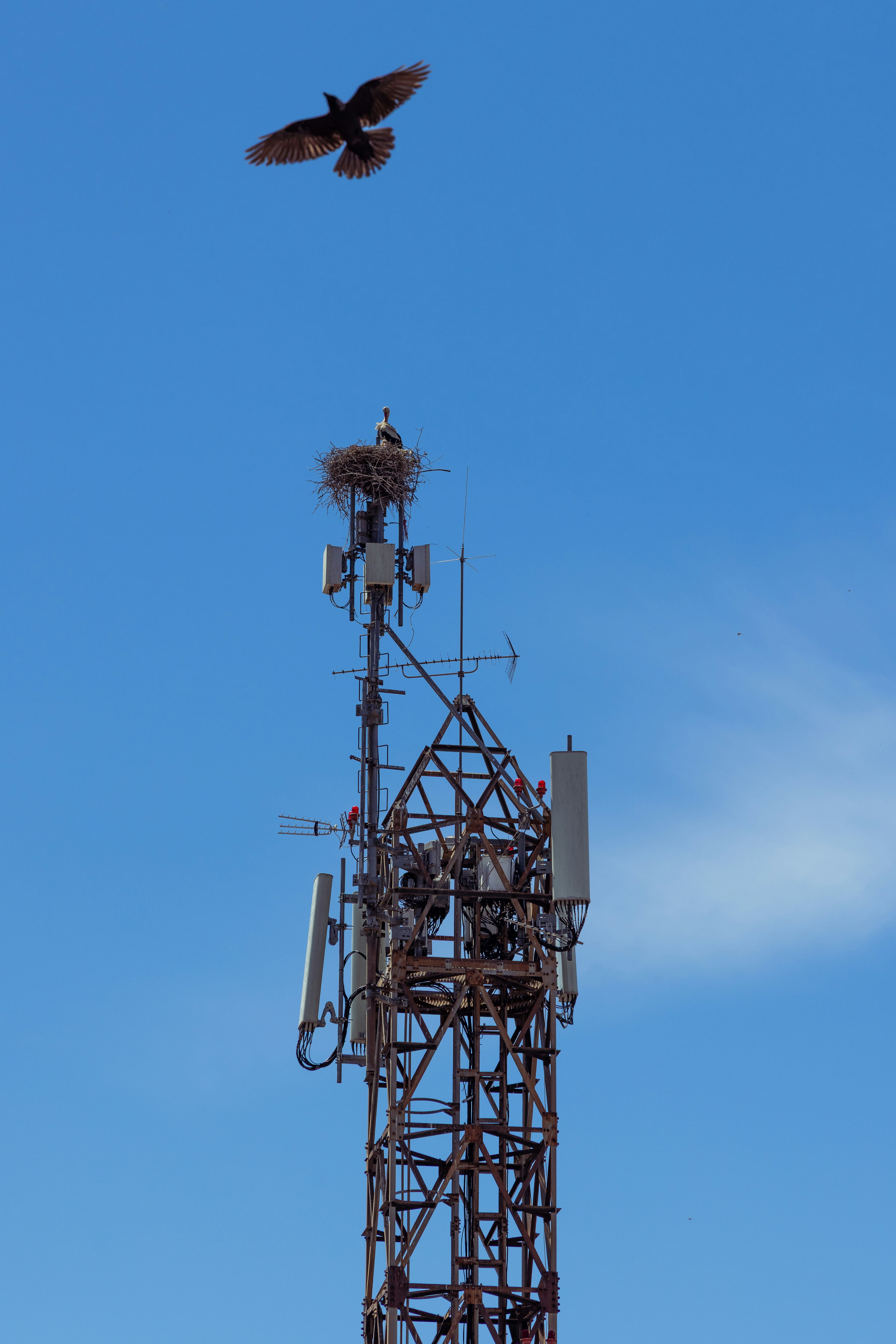 Nest at the Summit: A Modern Avian Sanctuary